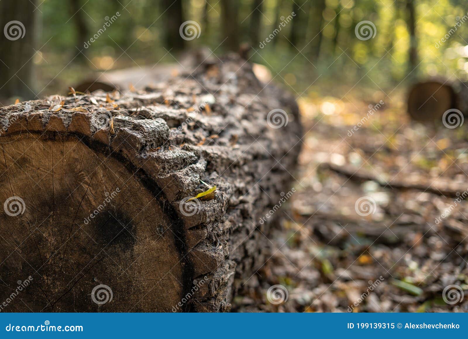 Fallen Tree Trunk in the Forest, Old Log Stock Image - Image of autumn ...