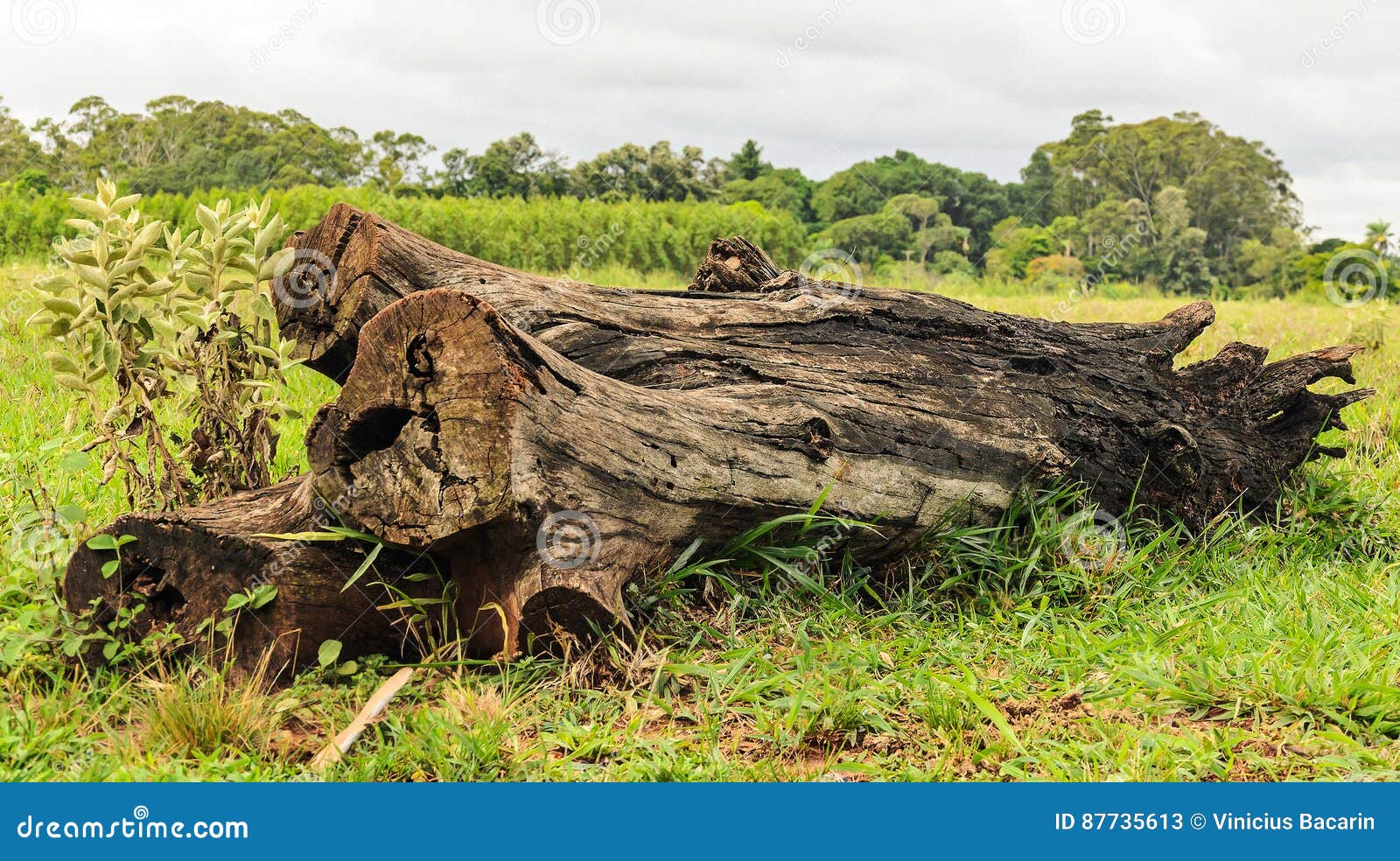 Fallen Tree Trunk in the Grass Stock Image - Image of trunk, tree: 87735613