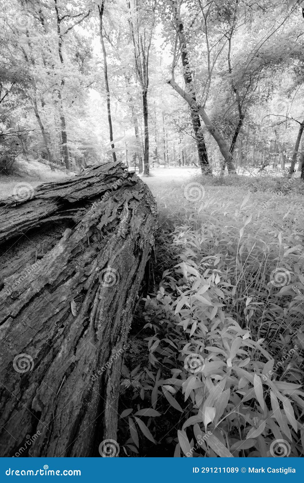 Fallen Tree Trunk in Healthy Forest Amid Undergrowth Stock Image ...