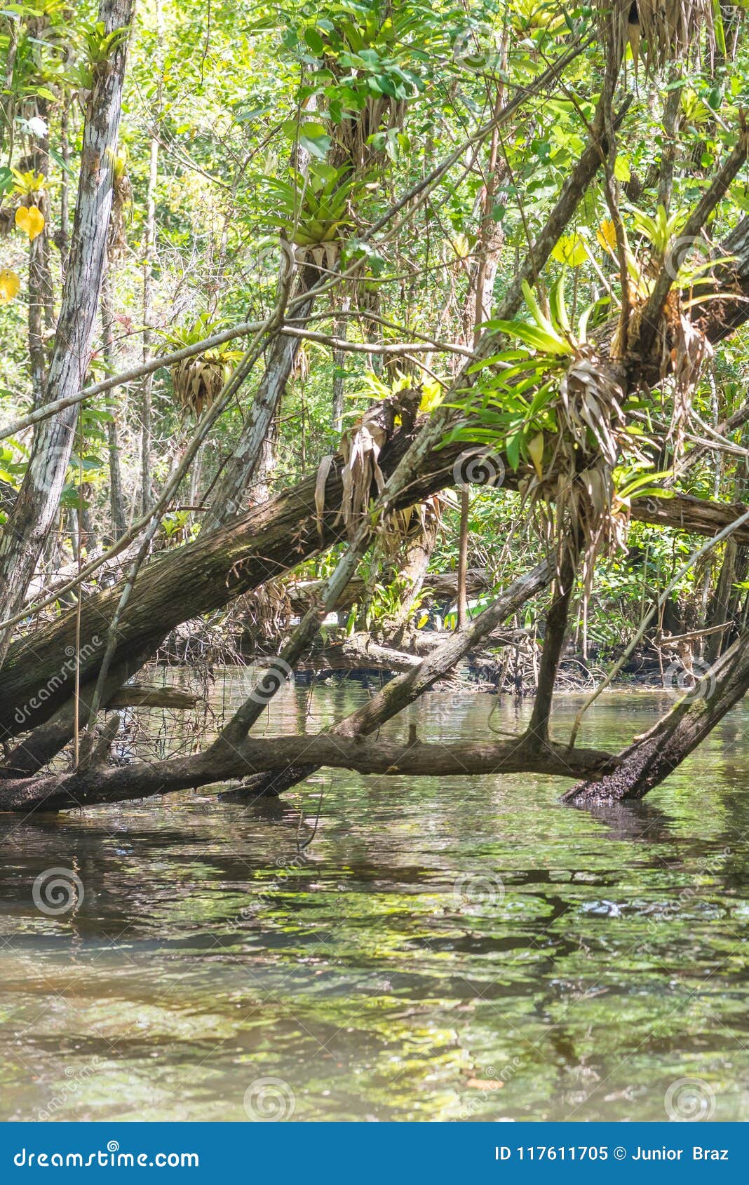 Fallen Tree Trunk Inside Mangroves in Nature Stock Image - Image of ...