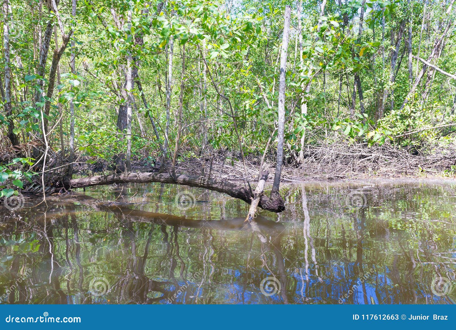Fallen Tree Trunk Inside Mangroves in Nature Stock Image - Image of ...