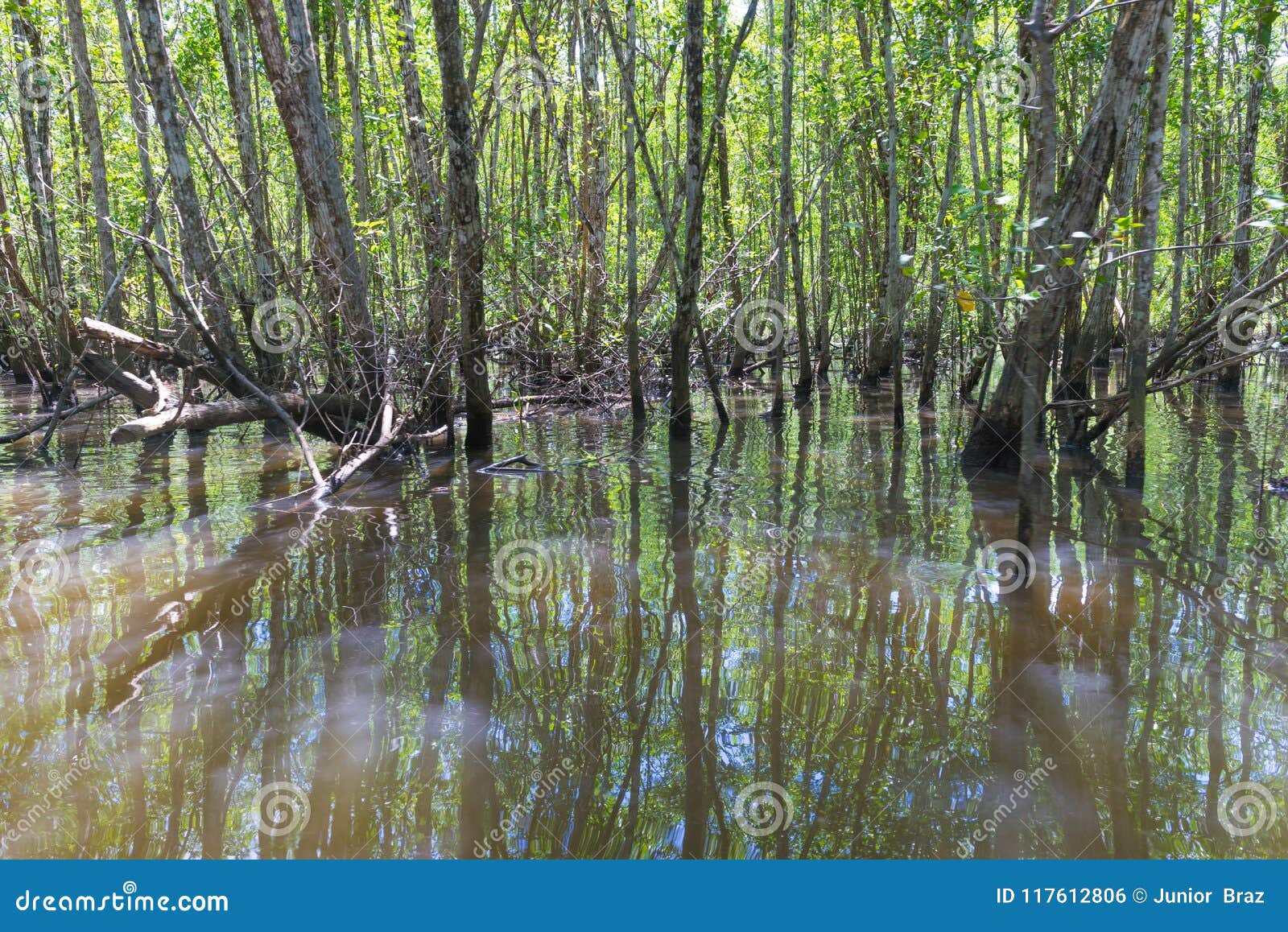 Fallen Tree Trunk Inside Mangroves in Nature Stock Photo - Image of ...