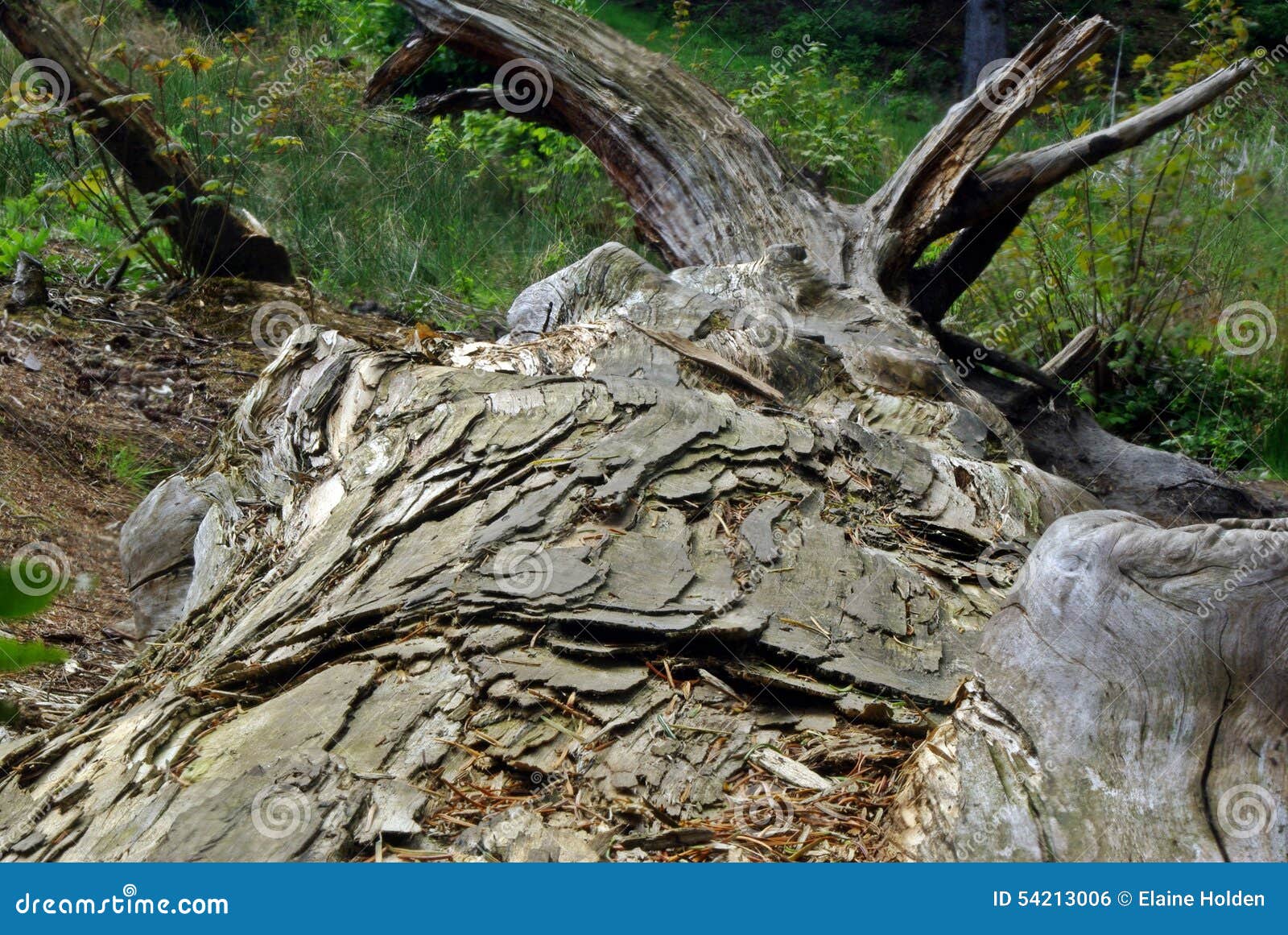 Fallen tree trunk stock photo. Image of closeup, huge - 54213006