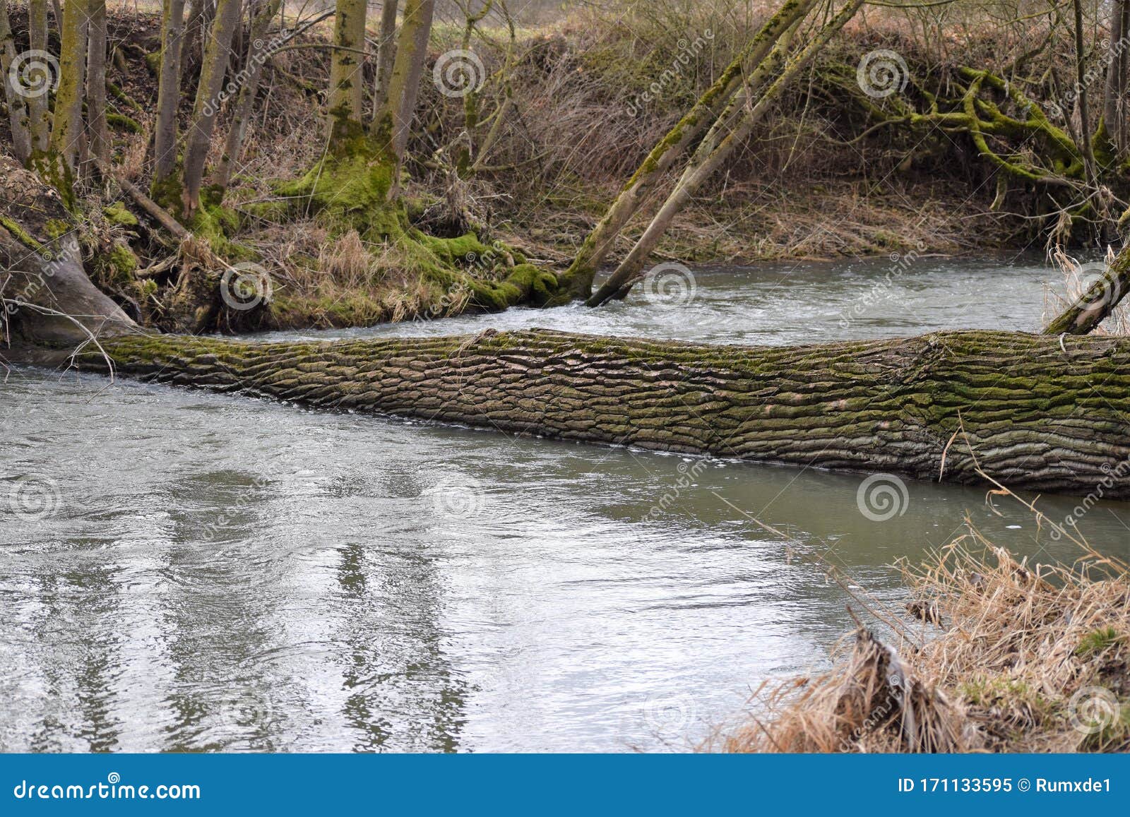 Fallen Tree Trunk Lies Over the River Stock Image - Image of water ...