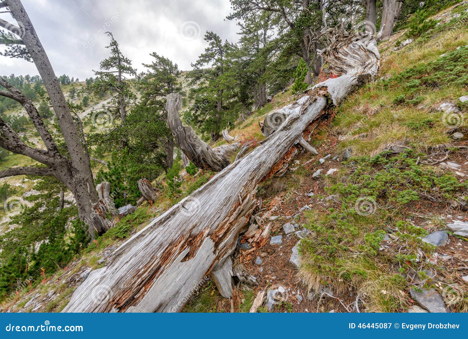 Fallen Tree Trunk in Mountain Forest Stock Image - Image of outdoor ...