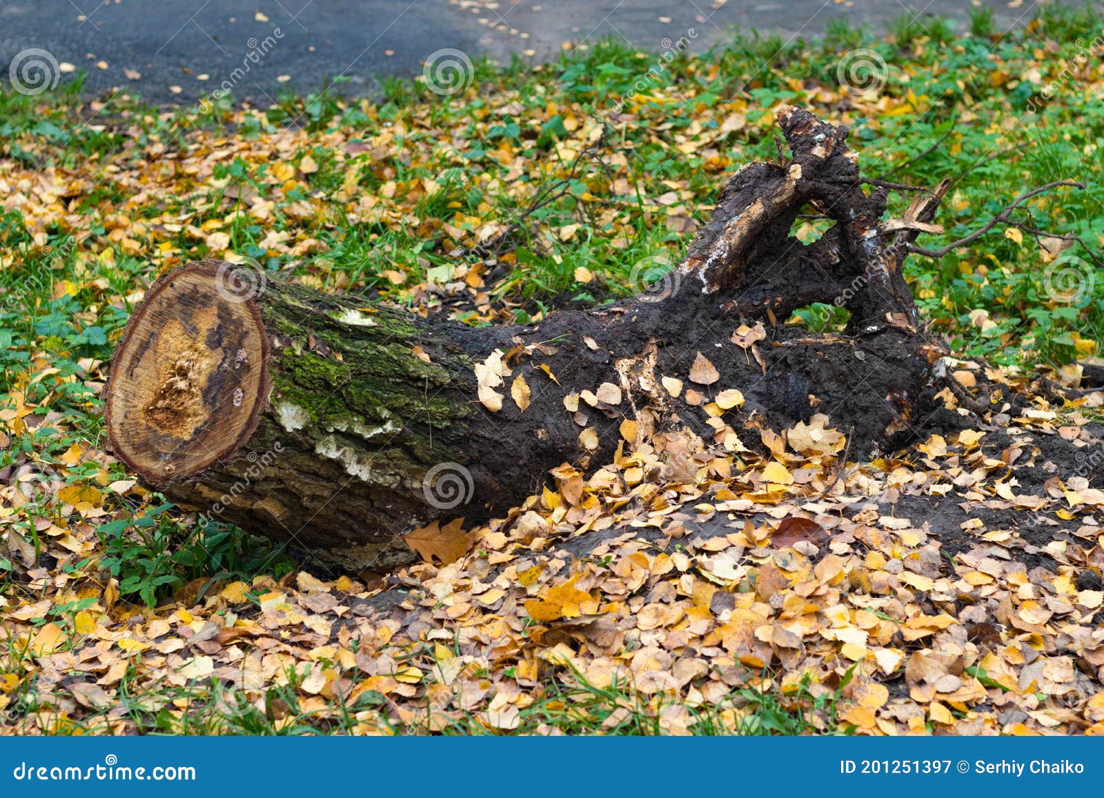 Fallen Tree Trunk in the Park. Cut Tree Trunk with Root Stock Image ...