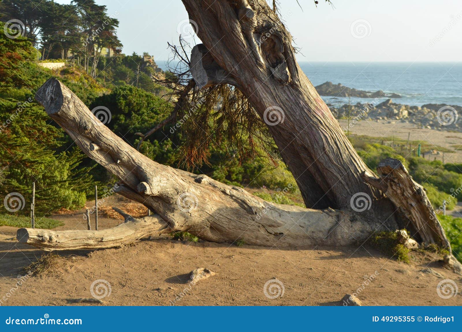 Fallen tree trunk stock image. Image of tree, rbol, ocean - 49295355