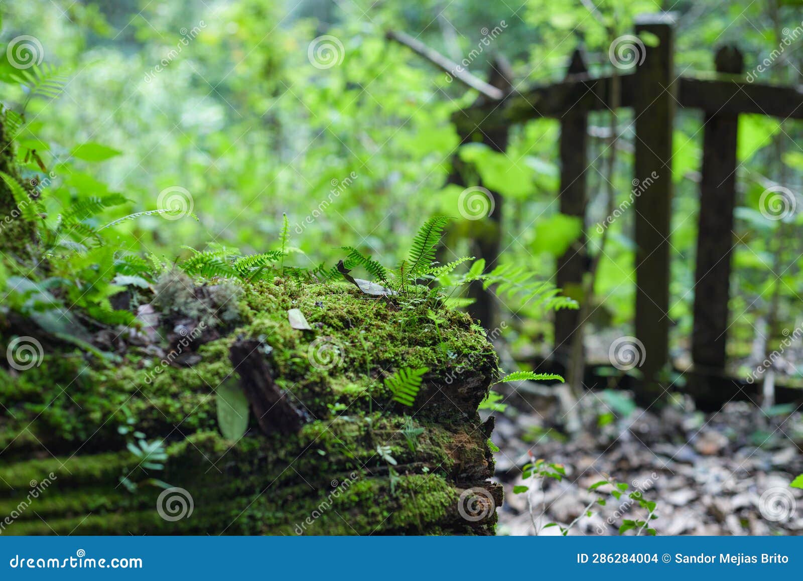 Fallen Tree Trunk Rotting and Covered with Moss and Ferns Stock Photo ...