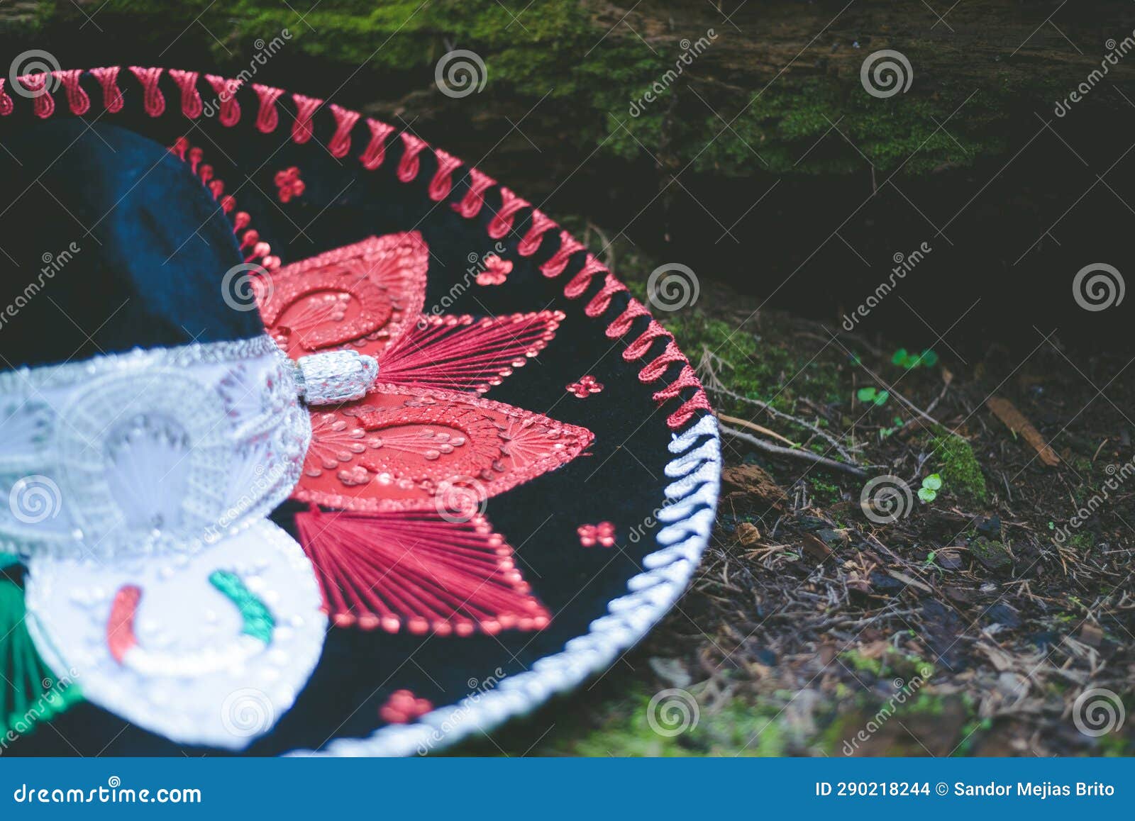 Fallen Tree Trunk Rotting and Covered with Moss and Ferns in the Forest ...