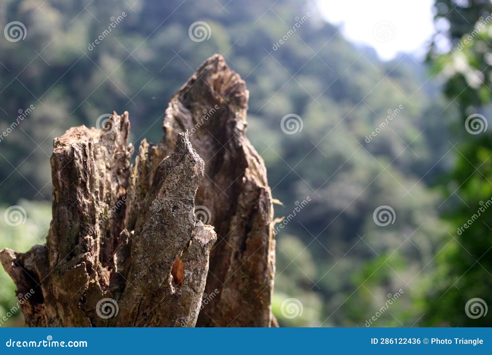 Fallen Tree Trunk Spiky Shape on Mountain Stock Photo - Image of ...