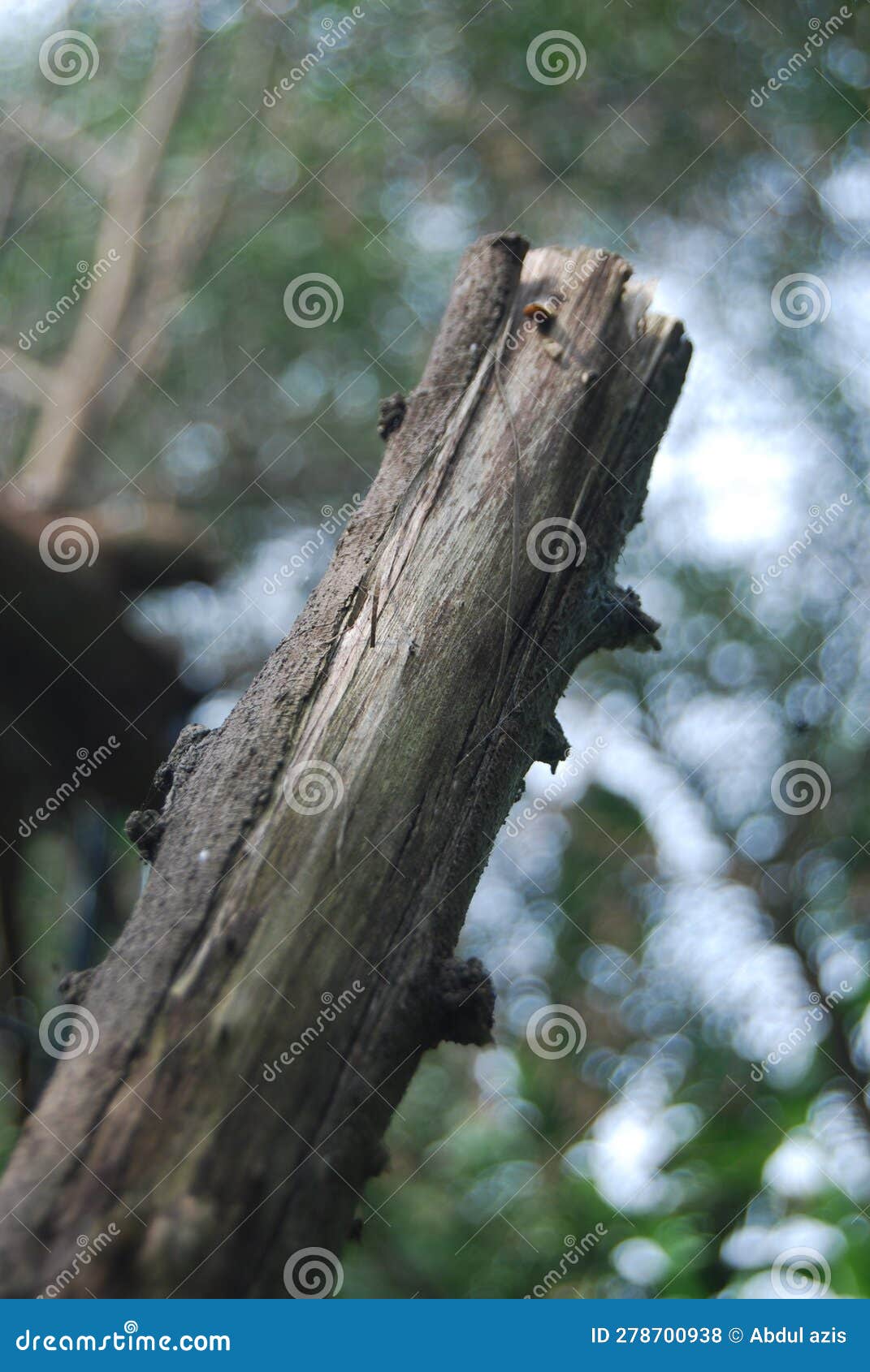 A Fallen Tree Trunk but Still Intact Stuck Stock Photo - Image of ...