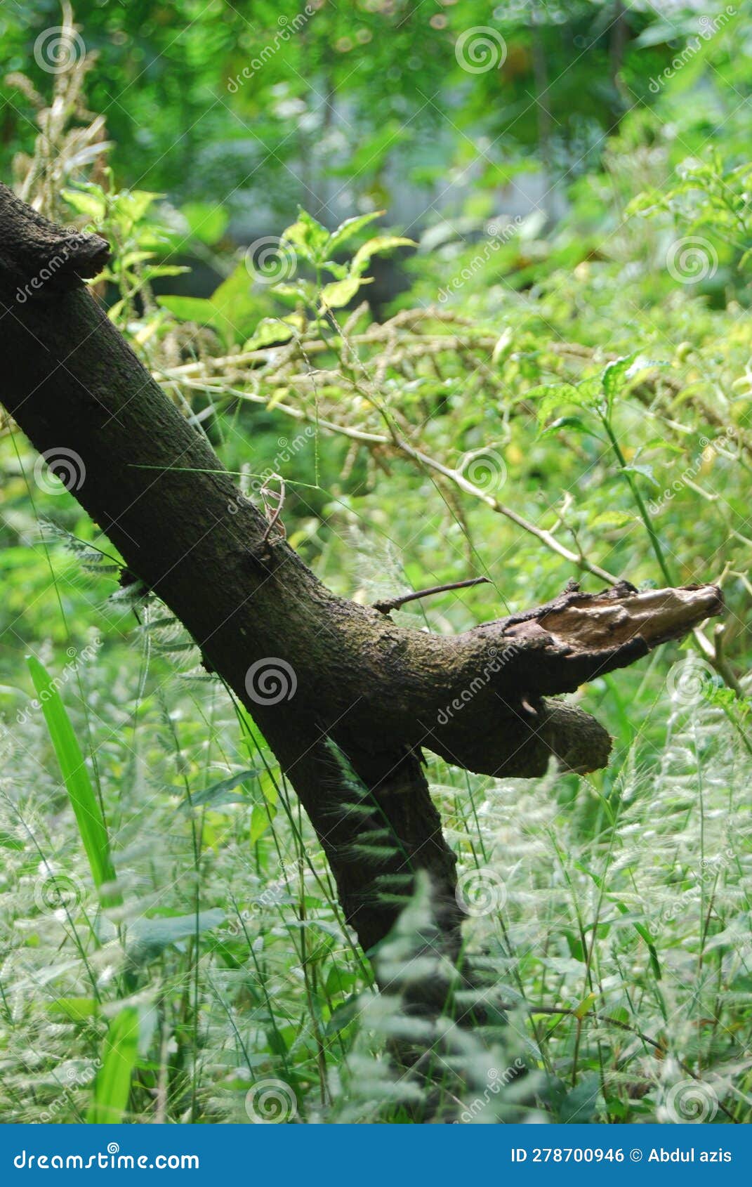 A Fallen Tree Trunk but Still Intact Stuck Stock Photo - Image of ...