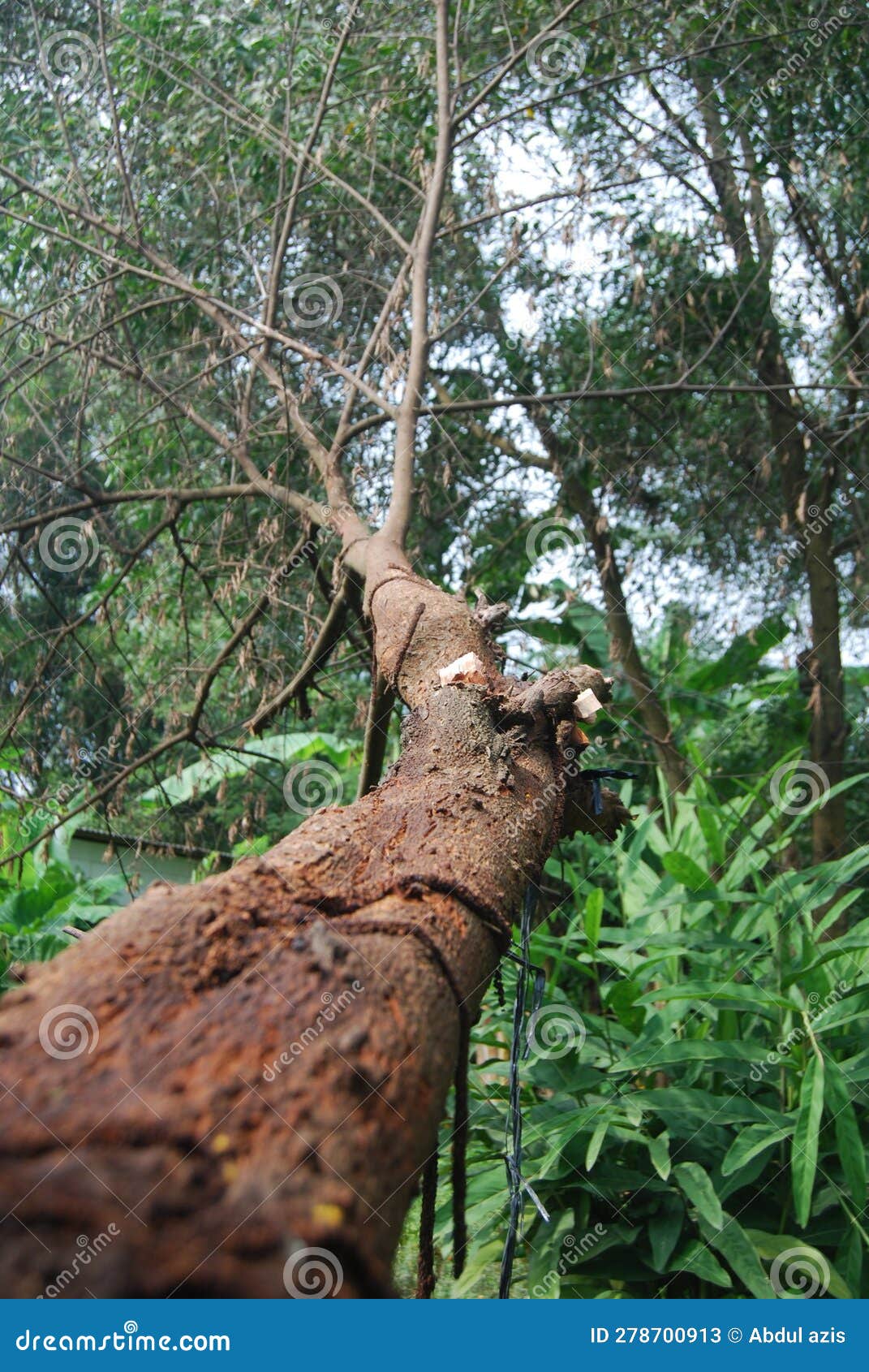 A Fallen Tree Trunk but Still Intact Stuck in the Garden Stock Image ...