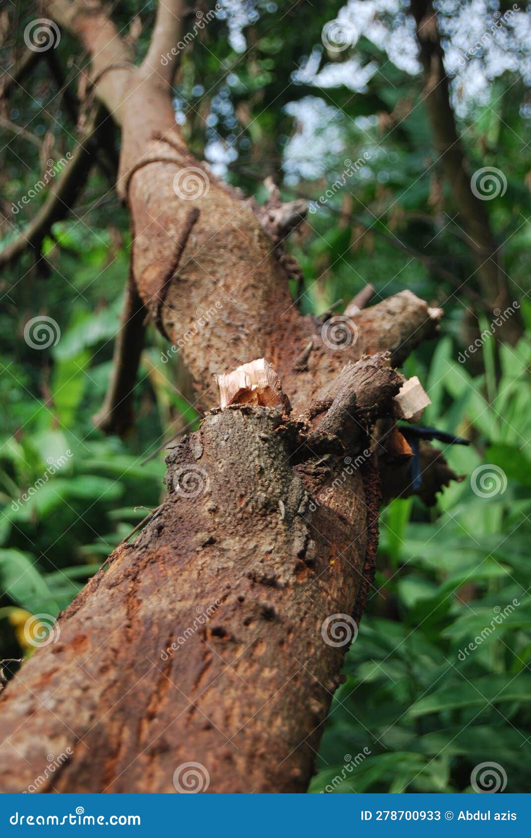 A Fallen Tree Trunk but Still Intact Stuck Stock Image - Image of wood ...