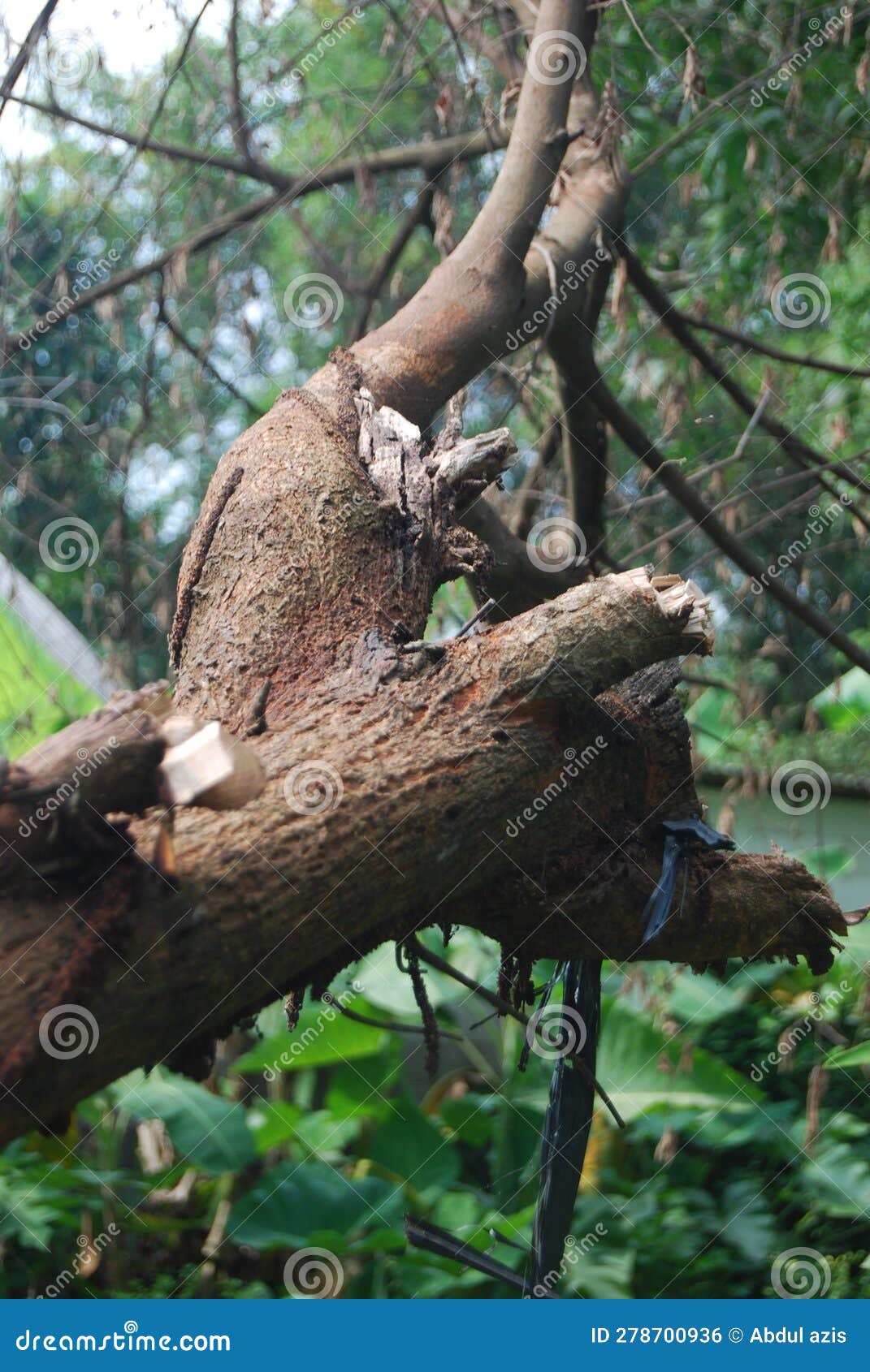 A Fallen Tree Trunk but Still Intact Stuck Stock Photo - Image of ...