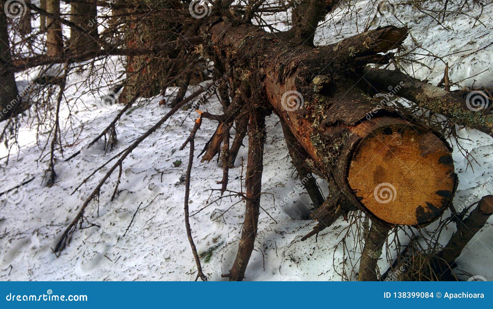 Fallen tree trunk stock photo. Image of branch, tree - 138399084