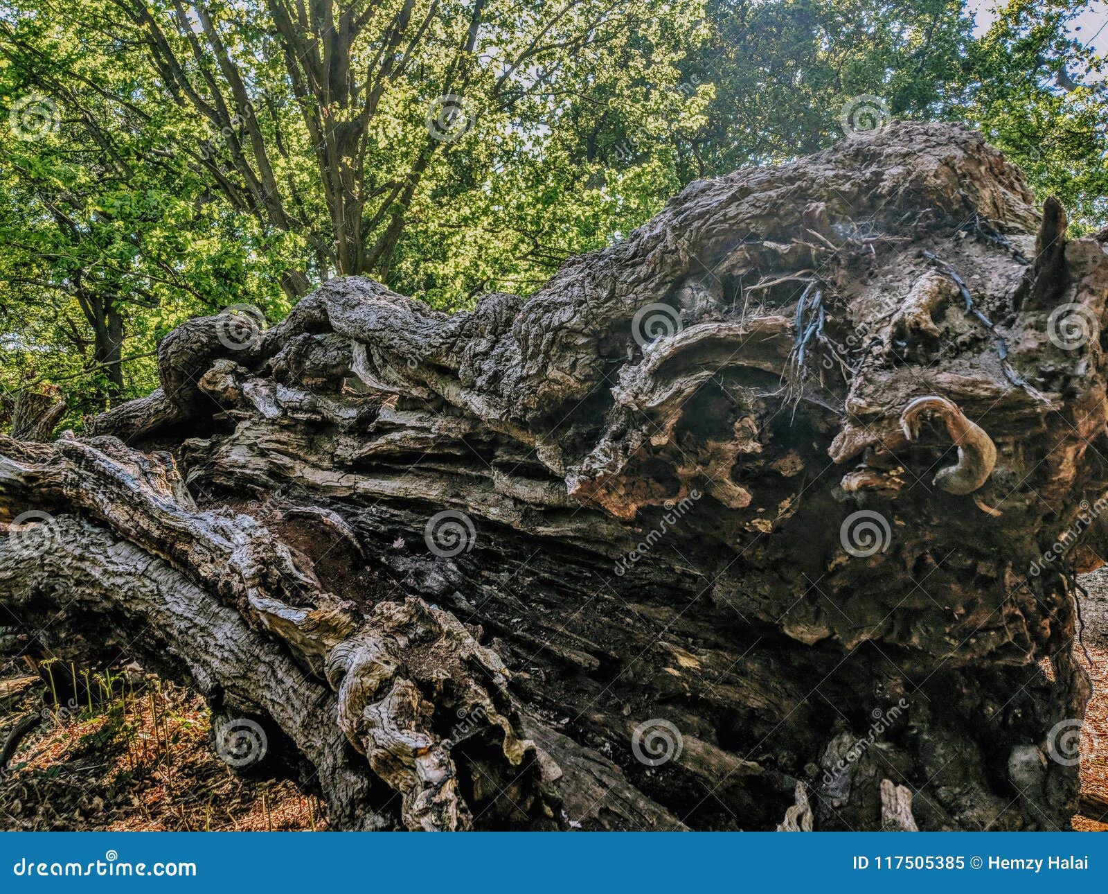 Old tree trunk stock image. Image of fallen, trunk, tree - 117505385