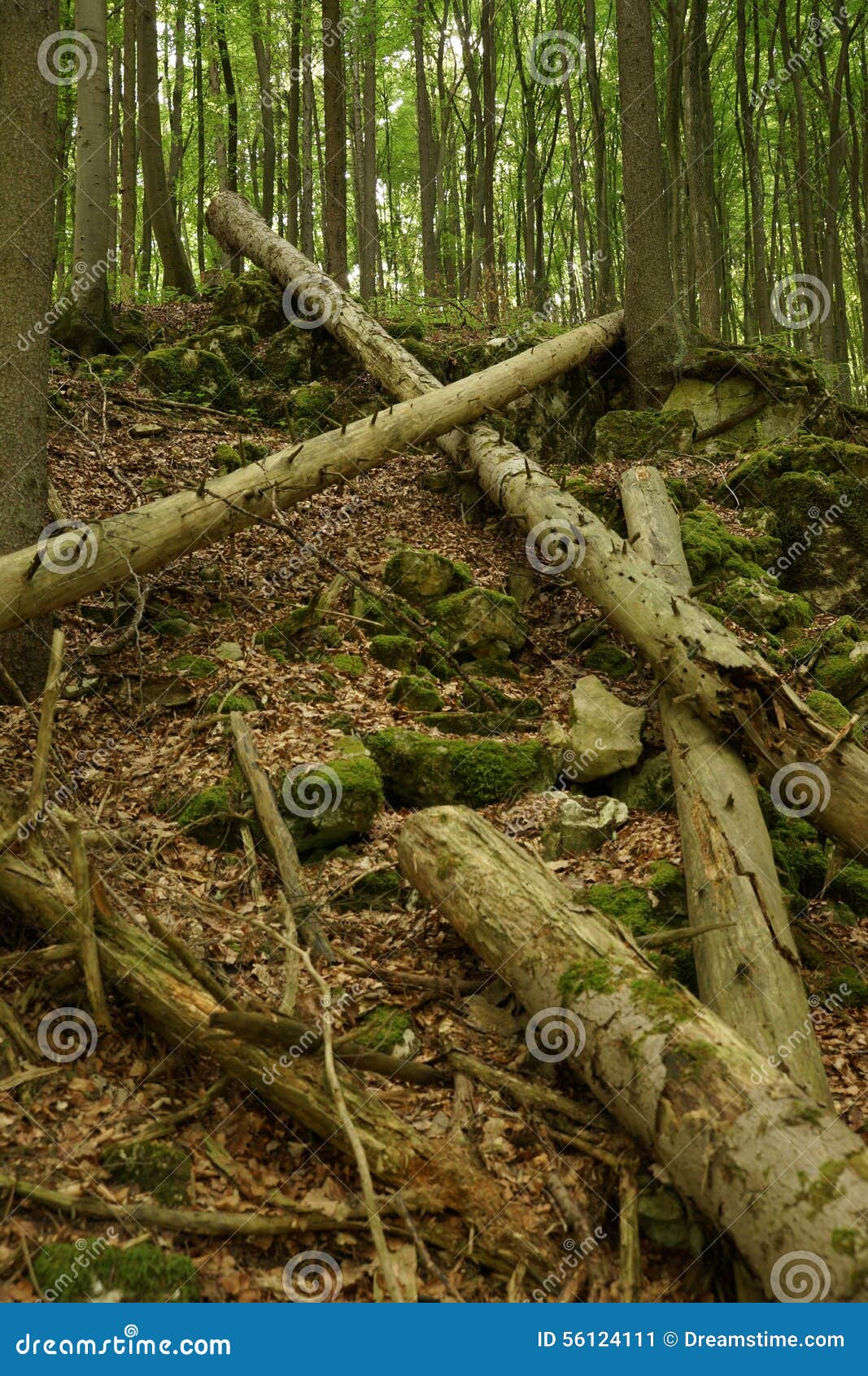 Fallen Tree Trunks Building Crossing Each Other Stock Image - Image of ...