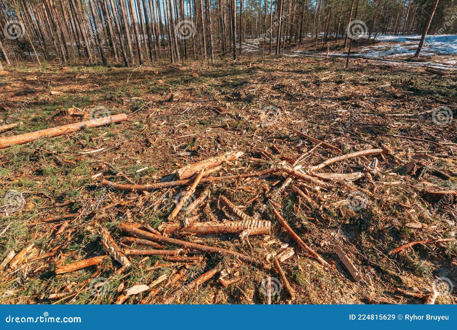 Fallen Tree Trunks in Deforestation Area. Pine Forest Landscape in ...