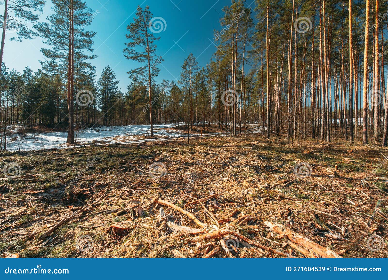 Fallen Tree Trunks in Deforestation Area. Pine Forest Landscape in ...