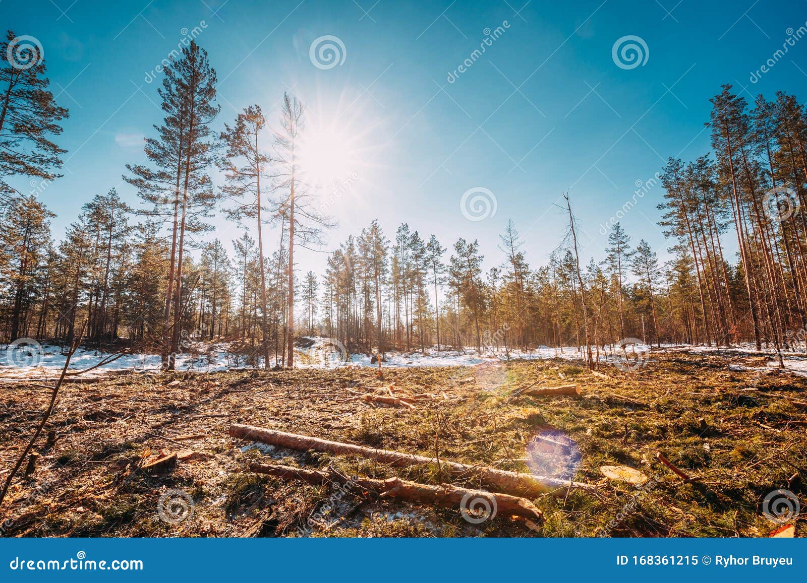 Fallen Tree Trunks in Deforestation Area. Pine Forest Landscape in ...