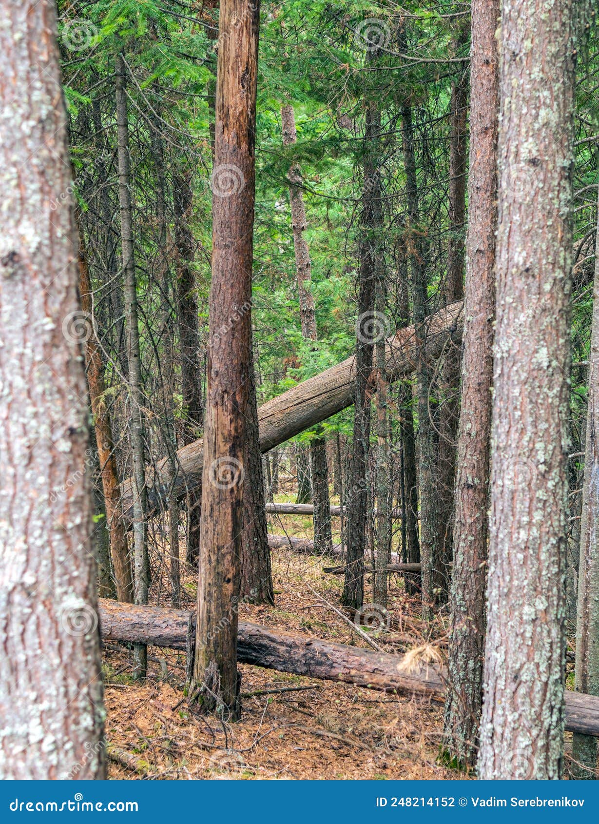Fallen Tree Trunks in a Dense Pine Forest Stock Photo - Image of forest ...