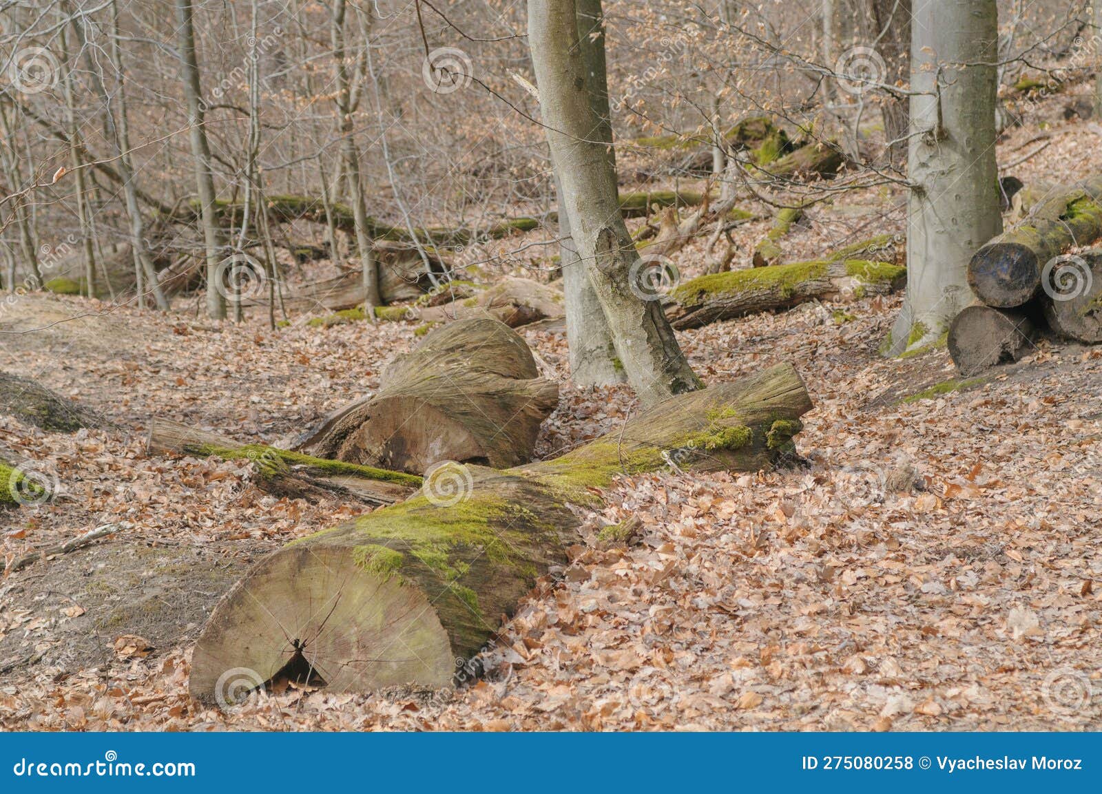 Fallen Trees in the Forest. Stock Photo - Image of wood, trees: 275080258