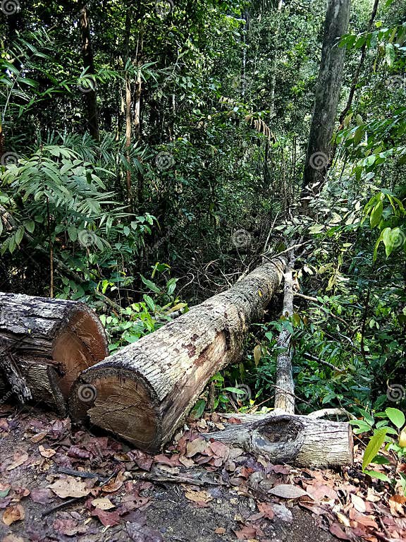 Fallen Tree Trunks in the Forest Stock Image - Image of tree, fallen ...
