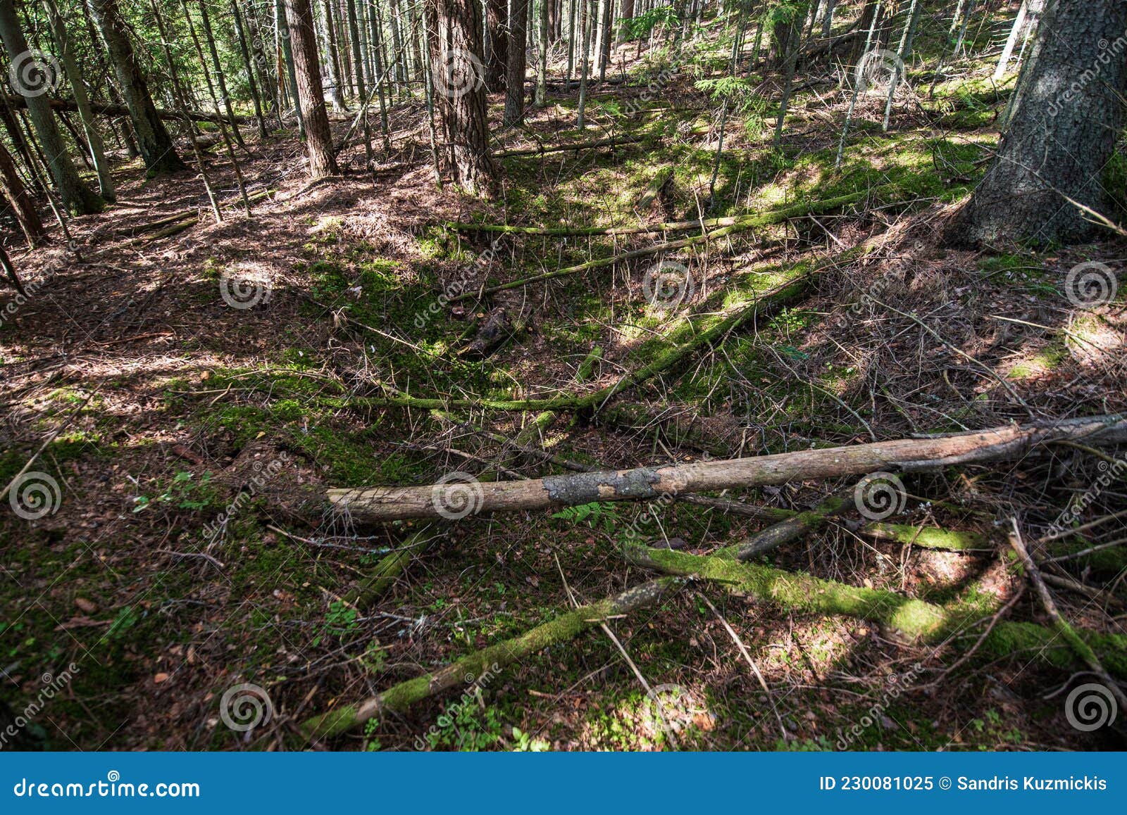 Fallen Tree Trunks in Wild Forest Stock Image - Image of trunk, tree ...