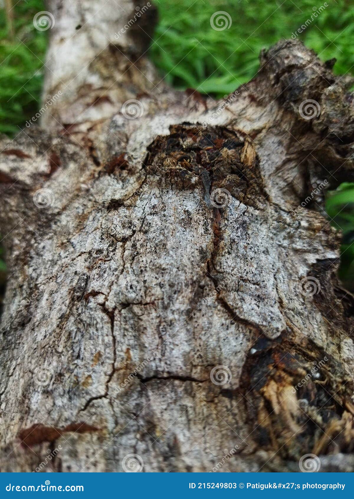 Fallen Tree Trunks and Will Rot Brown Stock Image - Image of tree ...