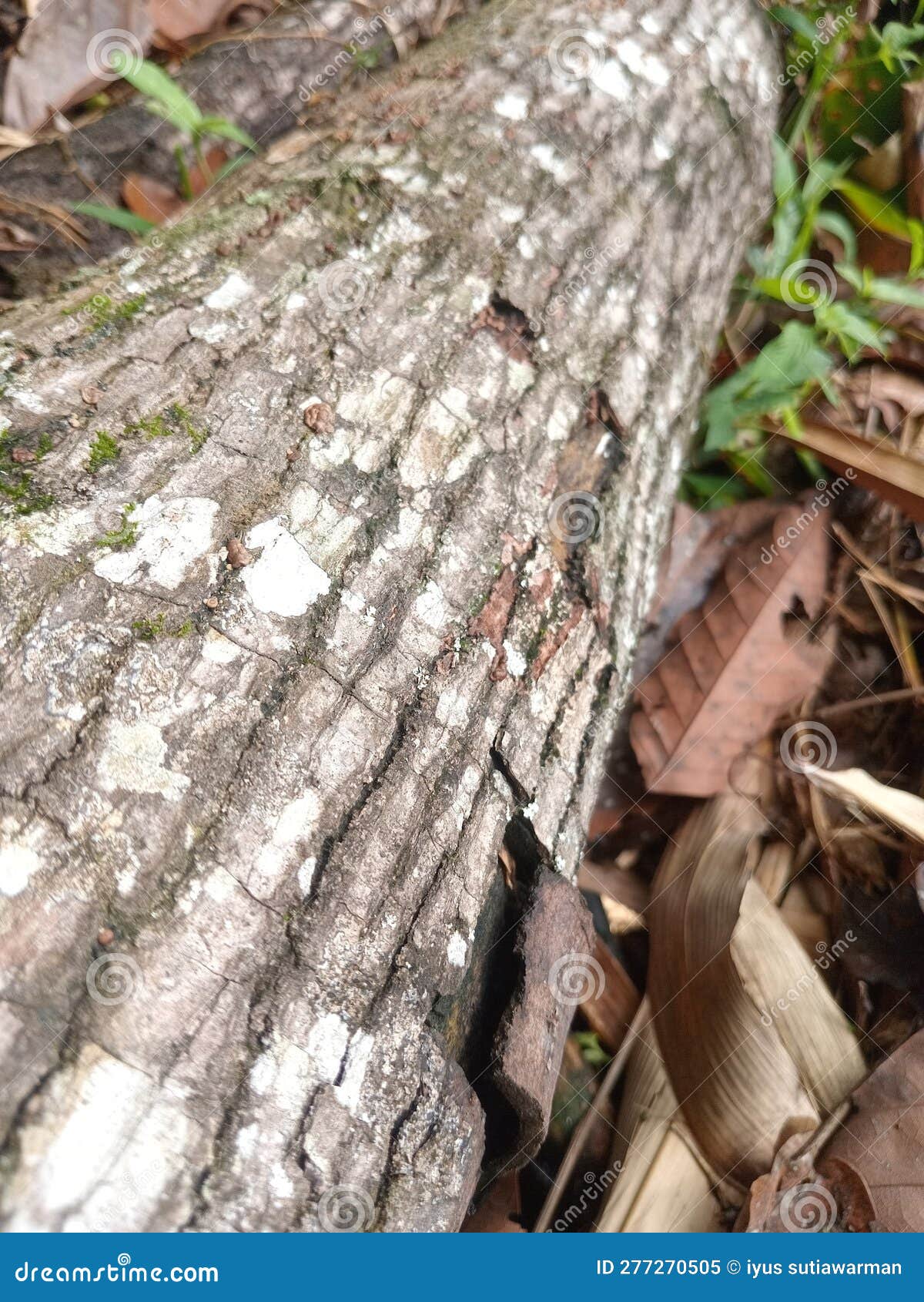 Fallen tree tunk stock image. Image of trunk, tunk, rock - 277270505
