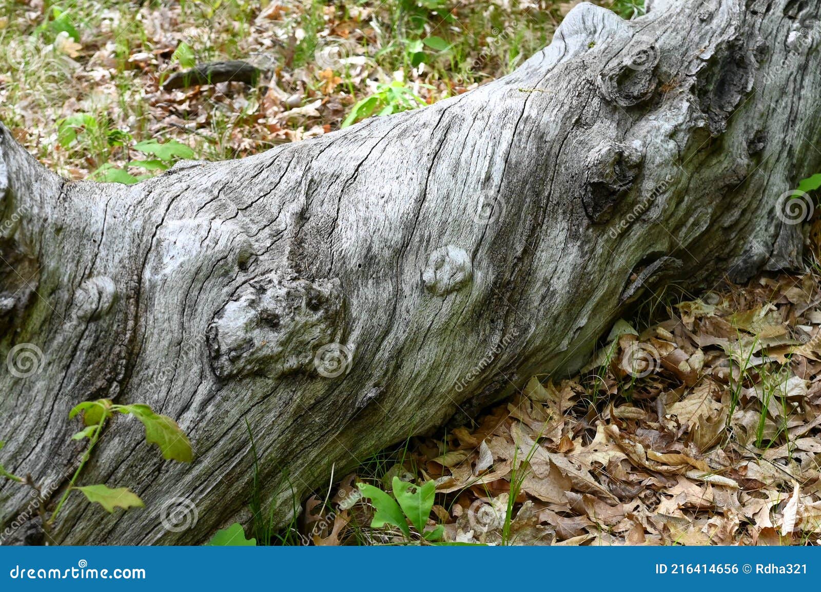 Fallen Tree with Twisted Bark Stock Photo - Image of stump, brown ...