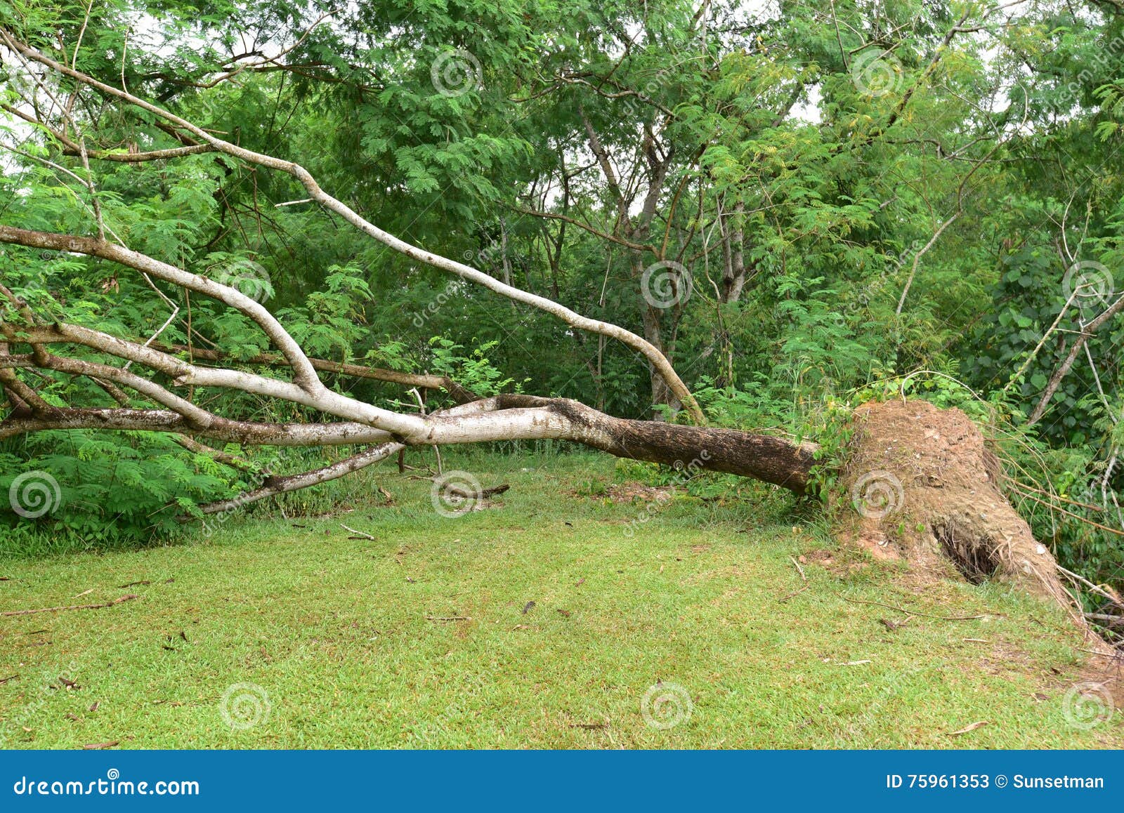 Fallen Tree stock image. Image of blocked, crash, broken - 75961353