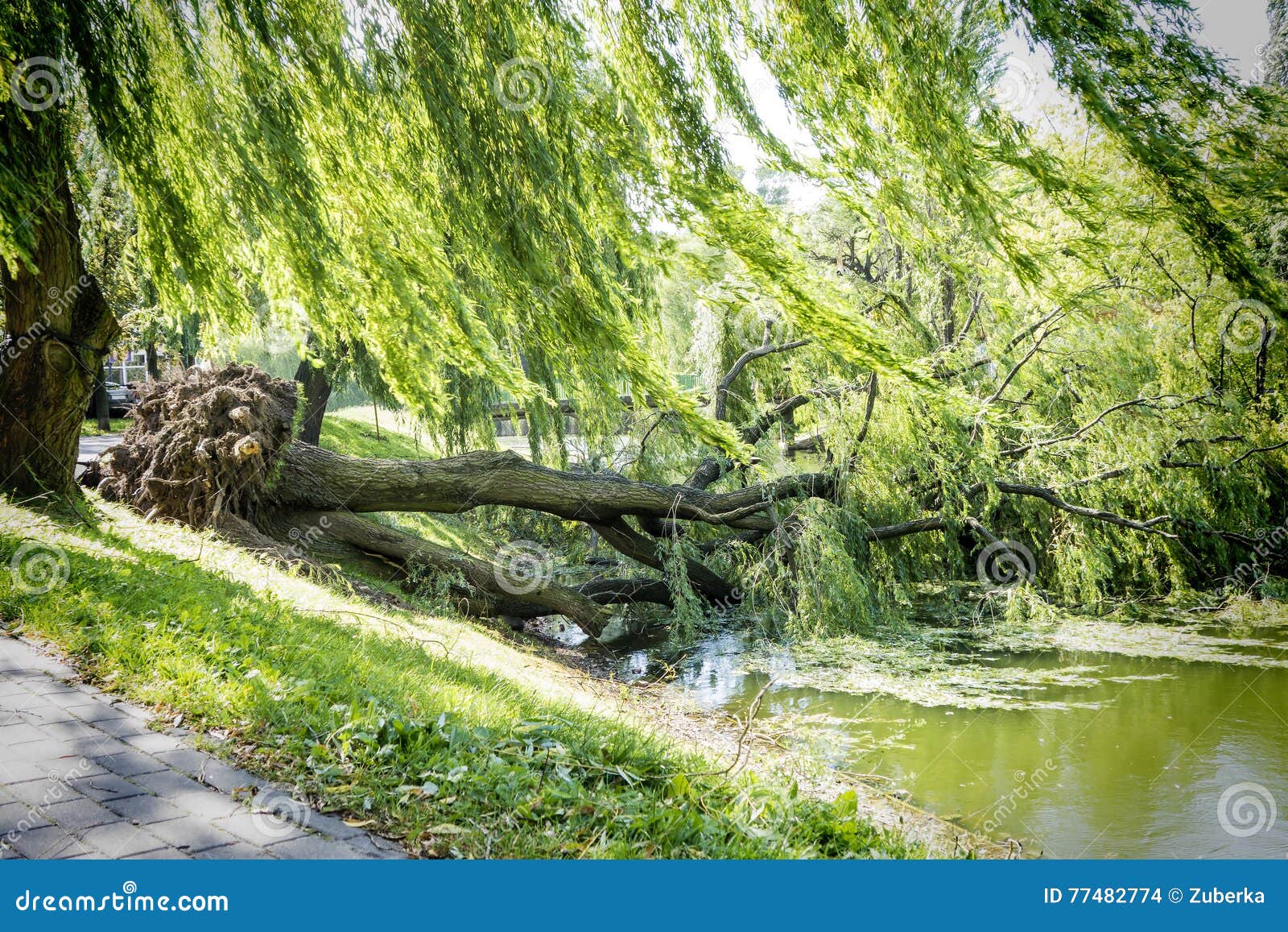 Fallen Tree stock photo. Image of blocked, emergency - 77482774