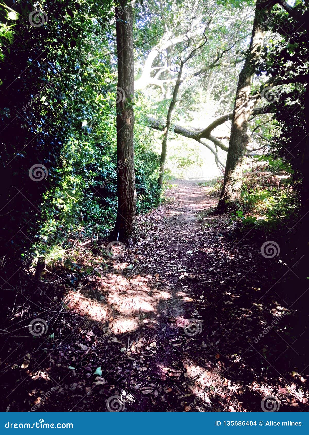 Fallen tree stock photo. Image of fields, fallen, colours - 135686404