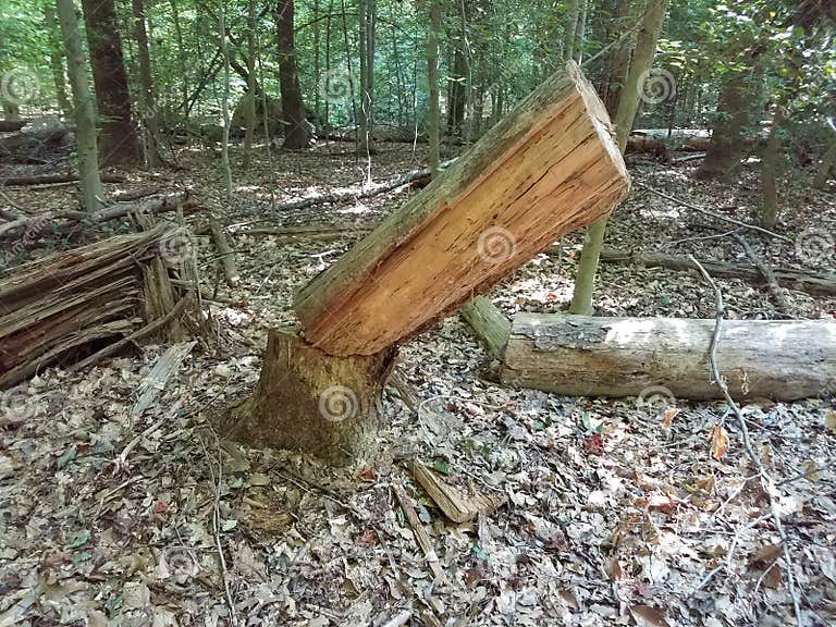 Fallen Tree that Was Cut in the Forest Stock Photo - Image of fallen ...