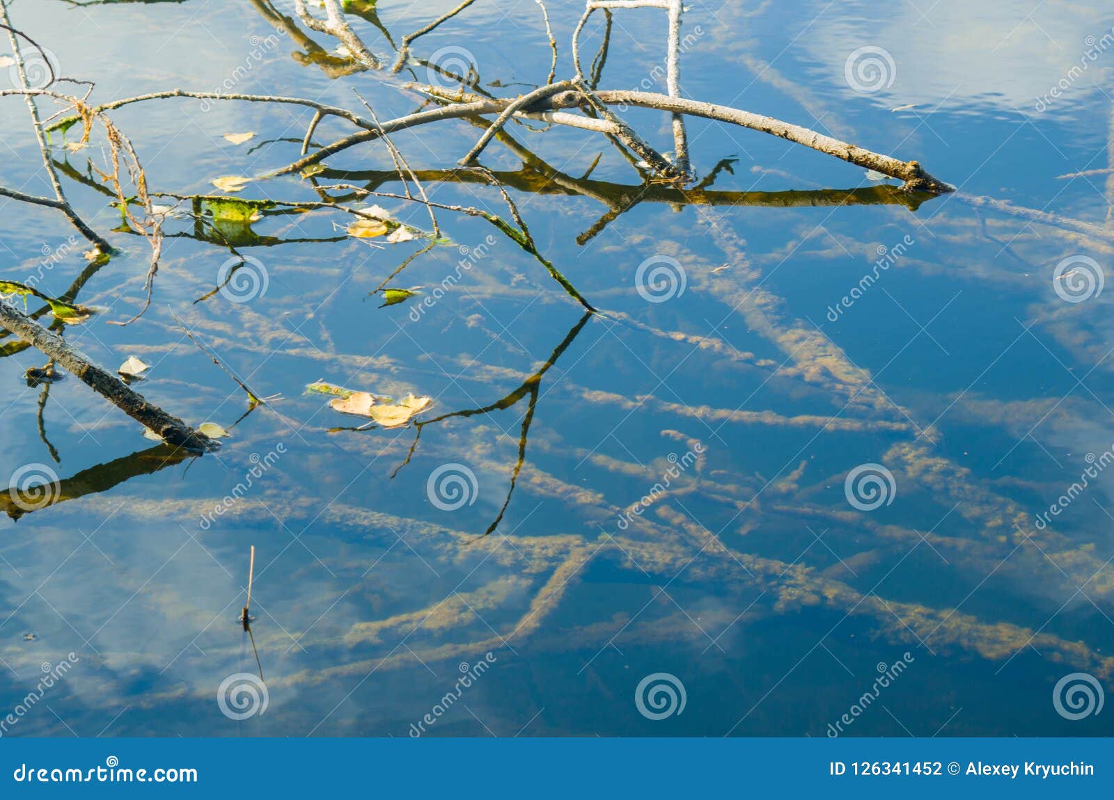 Fallen tree in the water stock photo. Image of autumn - 126341452