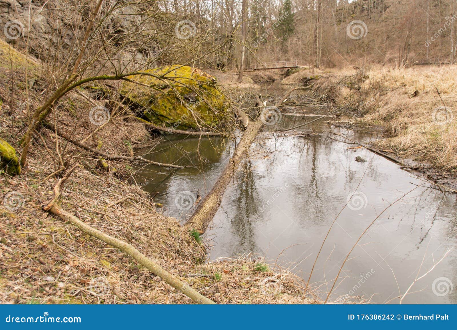Fallen tree in the water stock photo. Image of nature - 176386242