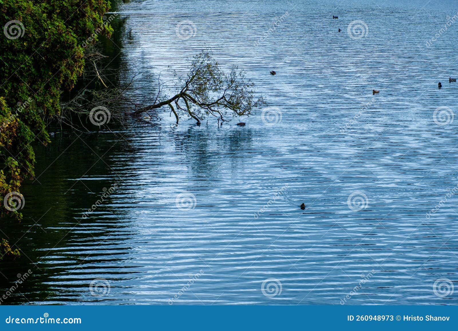 Fallen Tree in Water at River. Nature Stock Image - Image of river ...