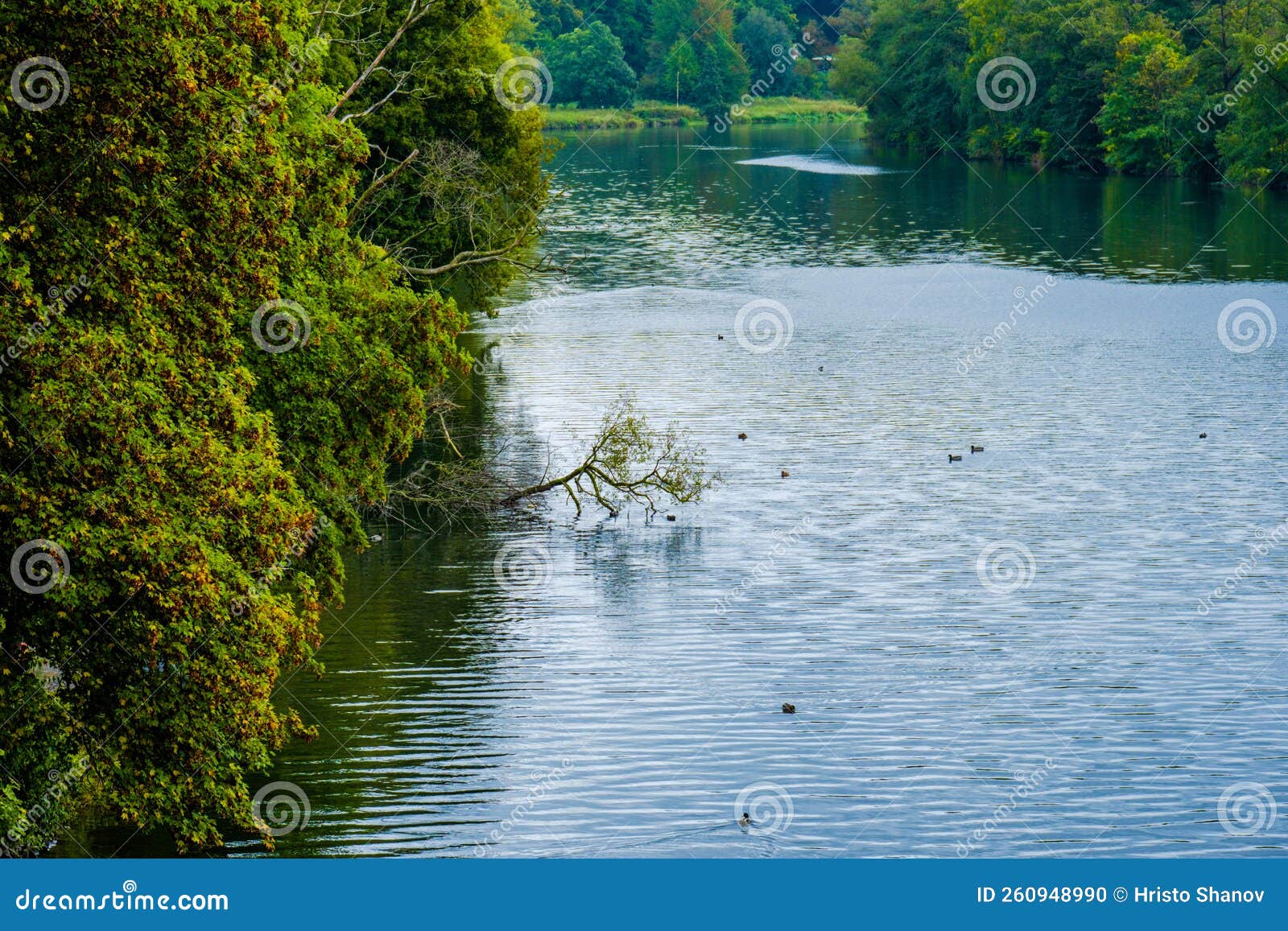 Fallen Tree in Water at River. Nature Stock Photo - Image of peace ...