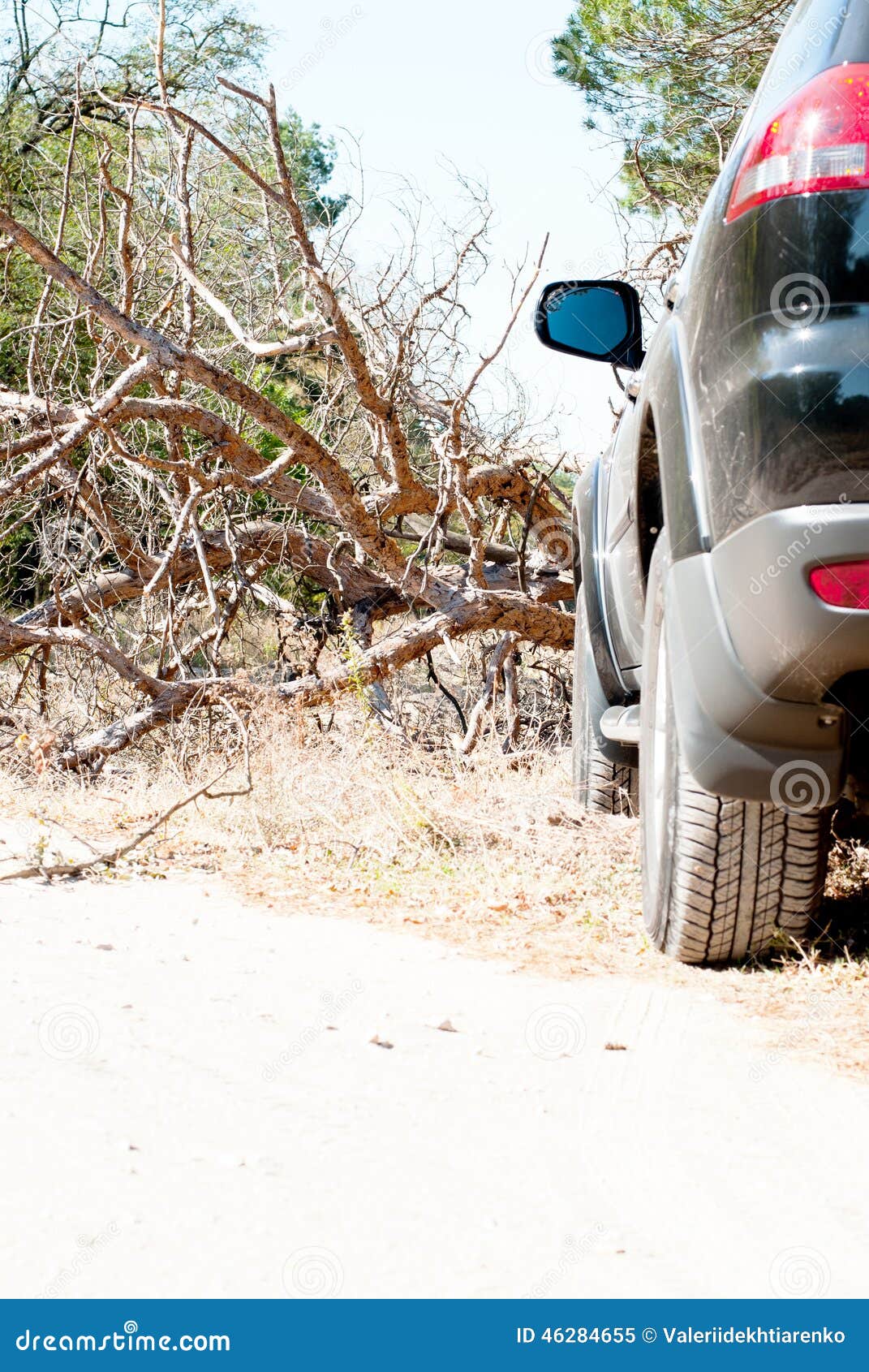 Fallen Tree on the Way a Big Black Car in the Woods Stock Image - Image ...