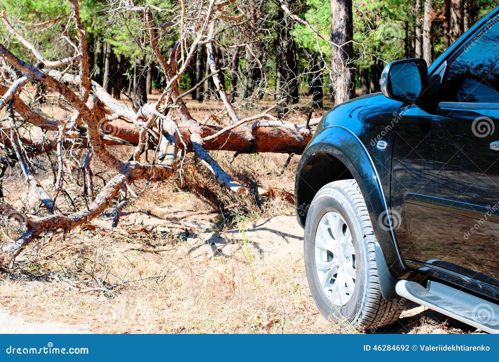 Fallen Tree on the Way a Big Black Car in the Woods Stock Photo - Image ...