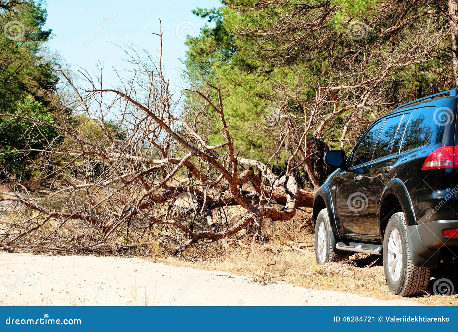 Fallen Tree on the Way a Big Black Car in the Woods Stock Image - Image ...