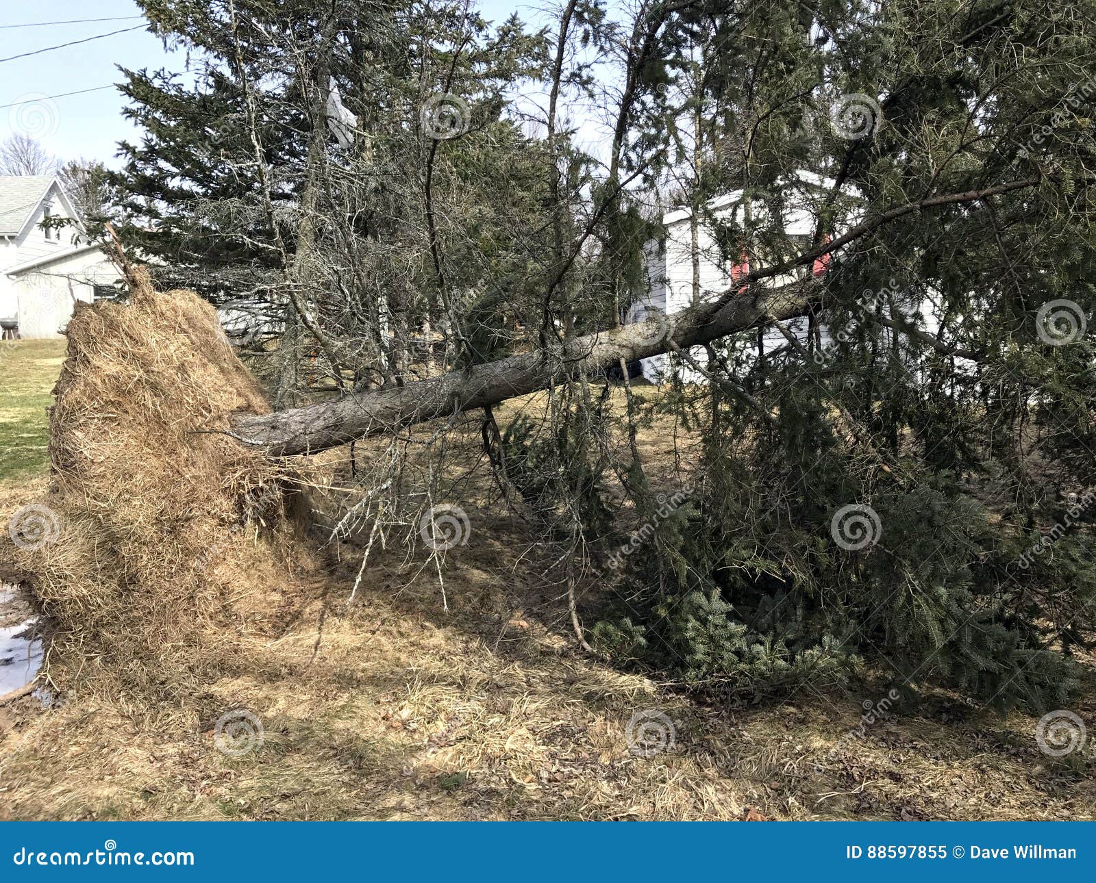 Fallen Tree from Wind Storm Damage Stock Image - Image of tornado, tree ...