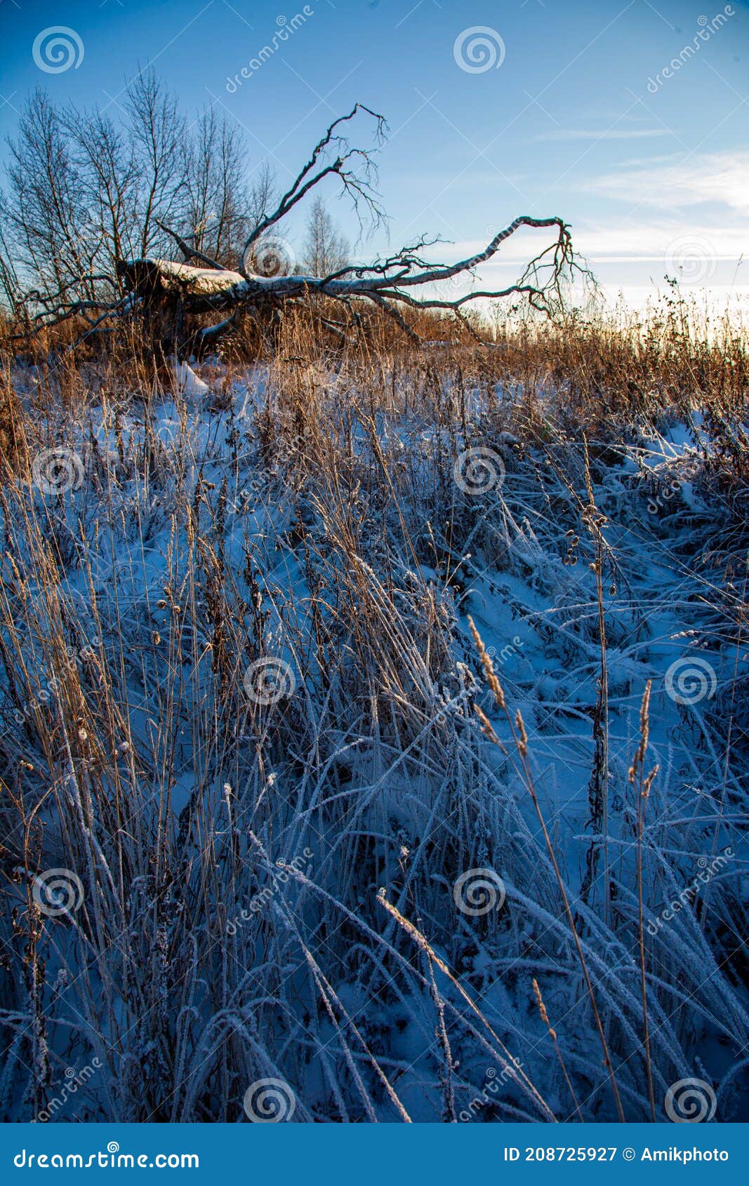 Fallen Tree in a Winter Field Stock Image - Image of landscape, fresh ...