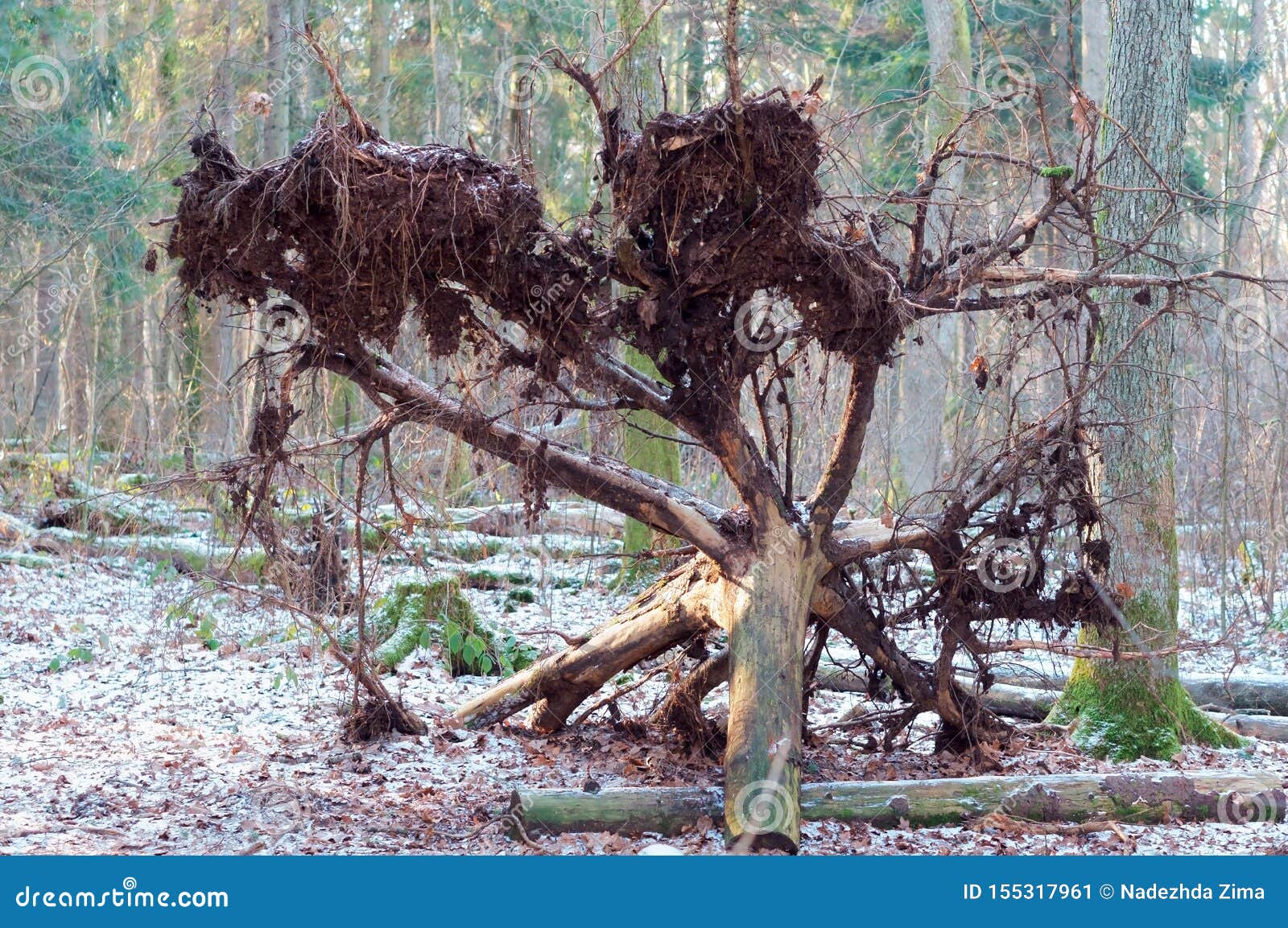 Uprooted And Fallen Trees Due To Typhoon Or Tropical Storm Quinta Or ...