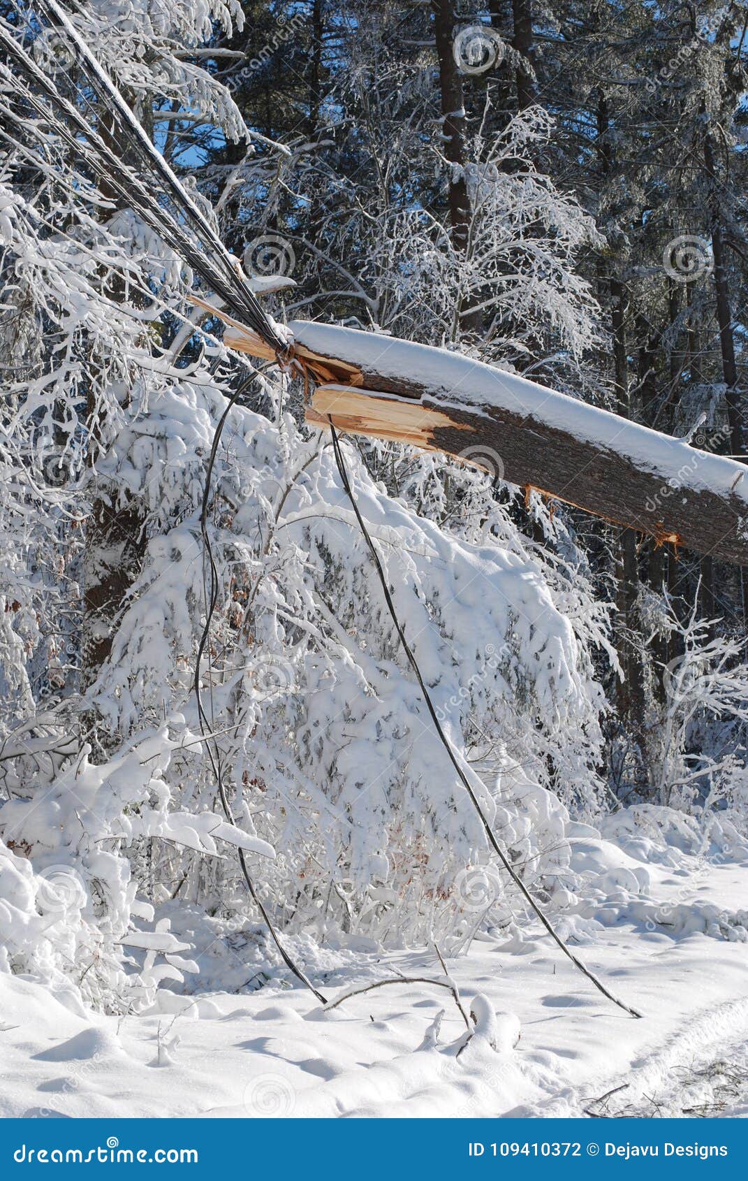 Fallen Tree on Wires after a Blizzard Stock Photo - Image of icestorm ...