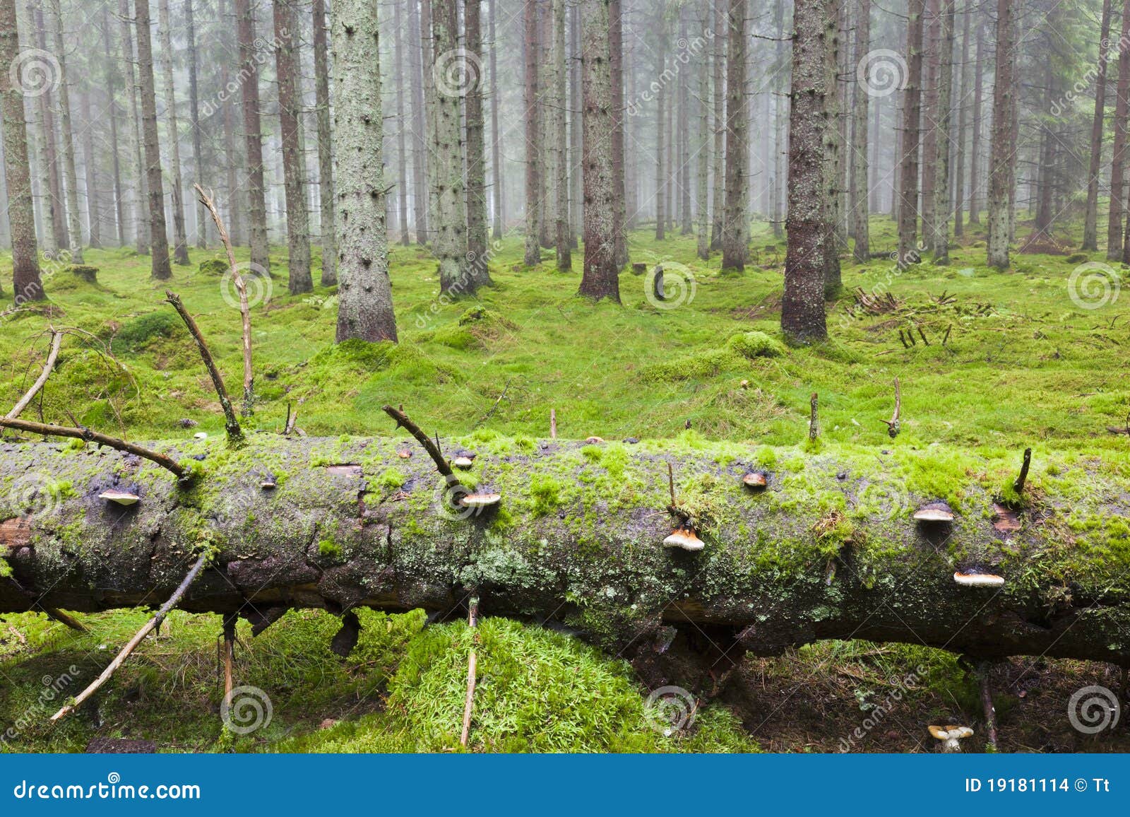 Fallen tree in the woods stock photo. Image of forest - 19181114