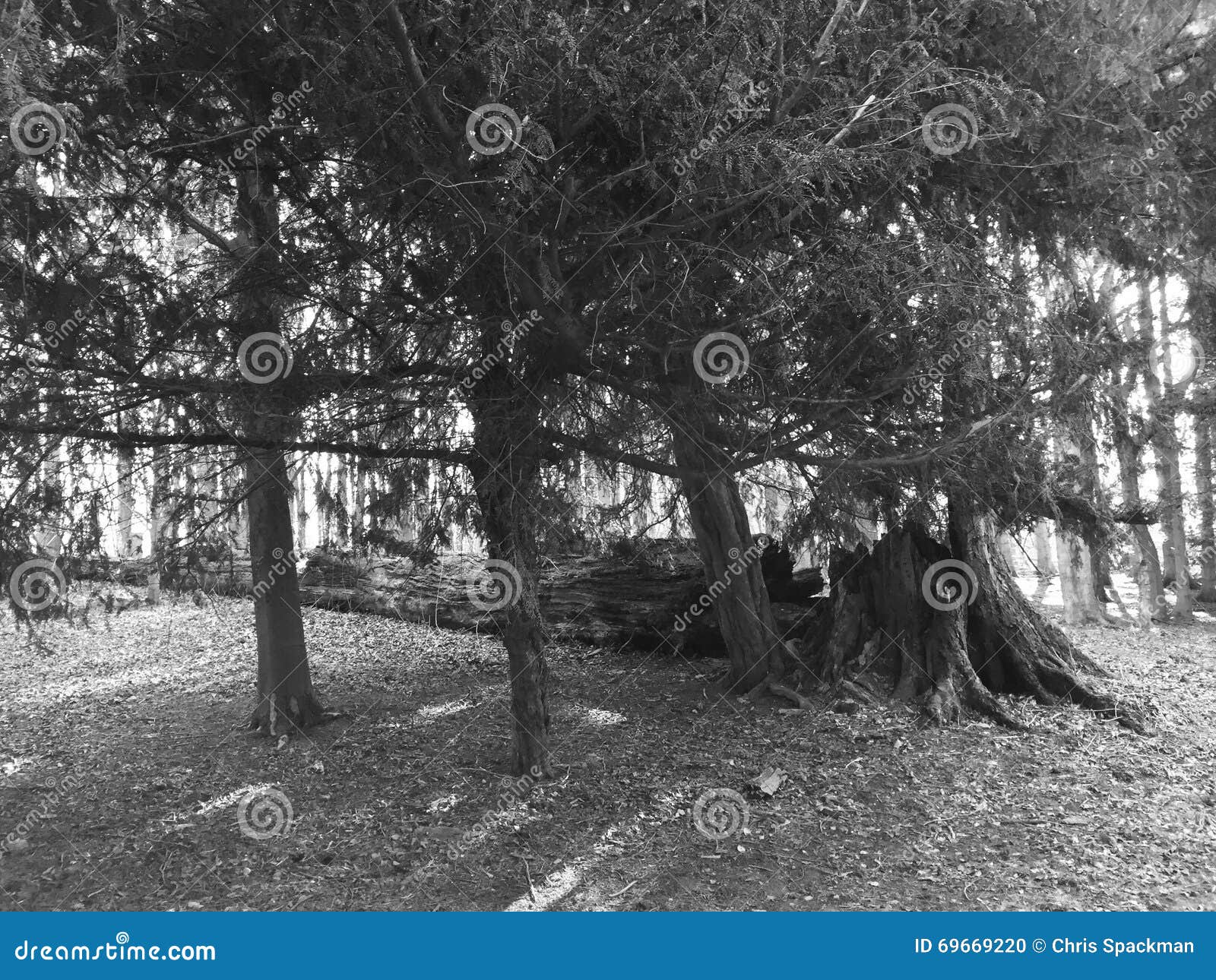 Fallen tree in the woods stock photo. Image of fallen - 69669220