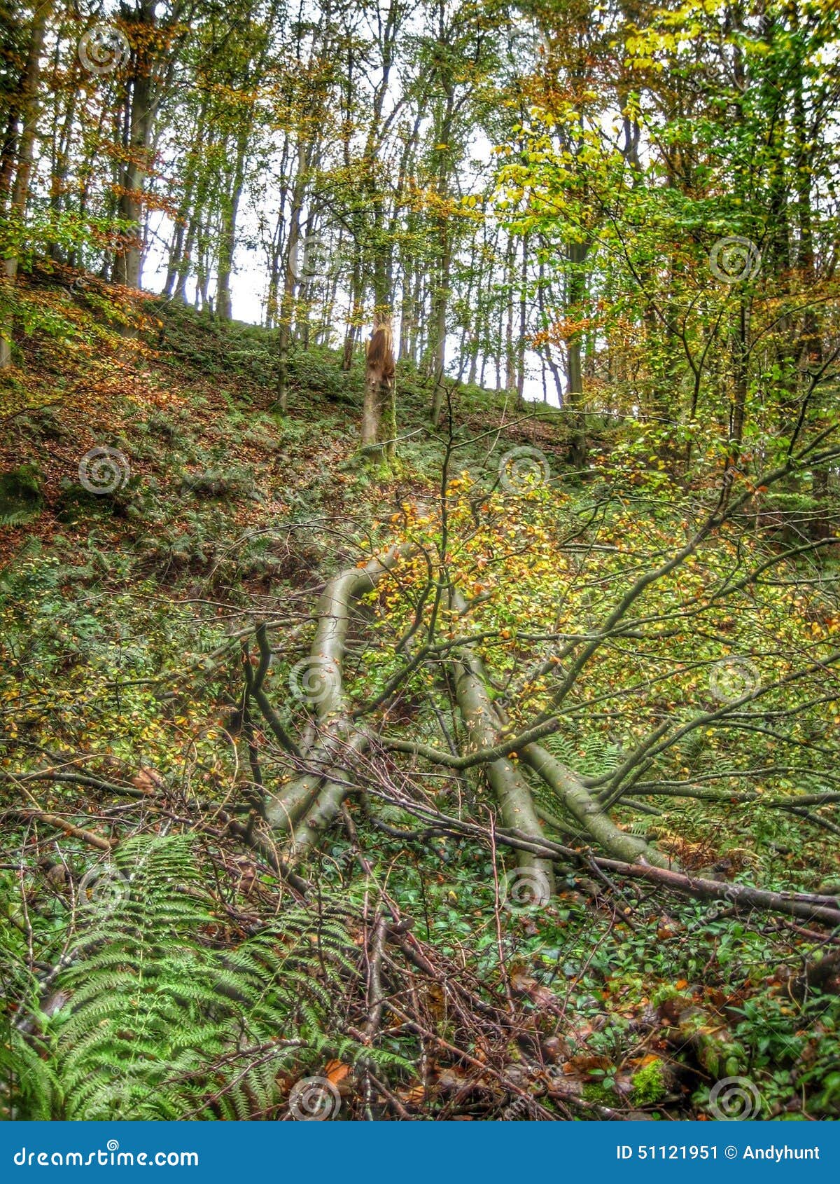Fallen tree in the woods stock image. Image of autumn - 51121951